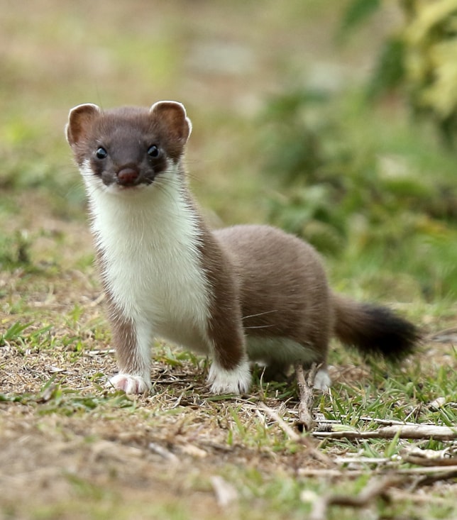 Stoat by Chris Downes - BirdGuides