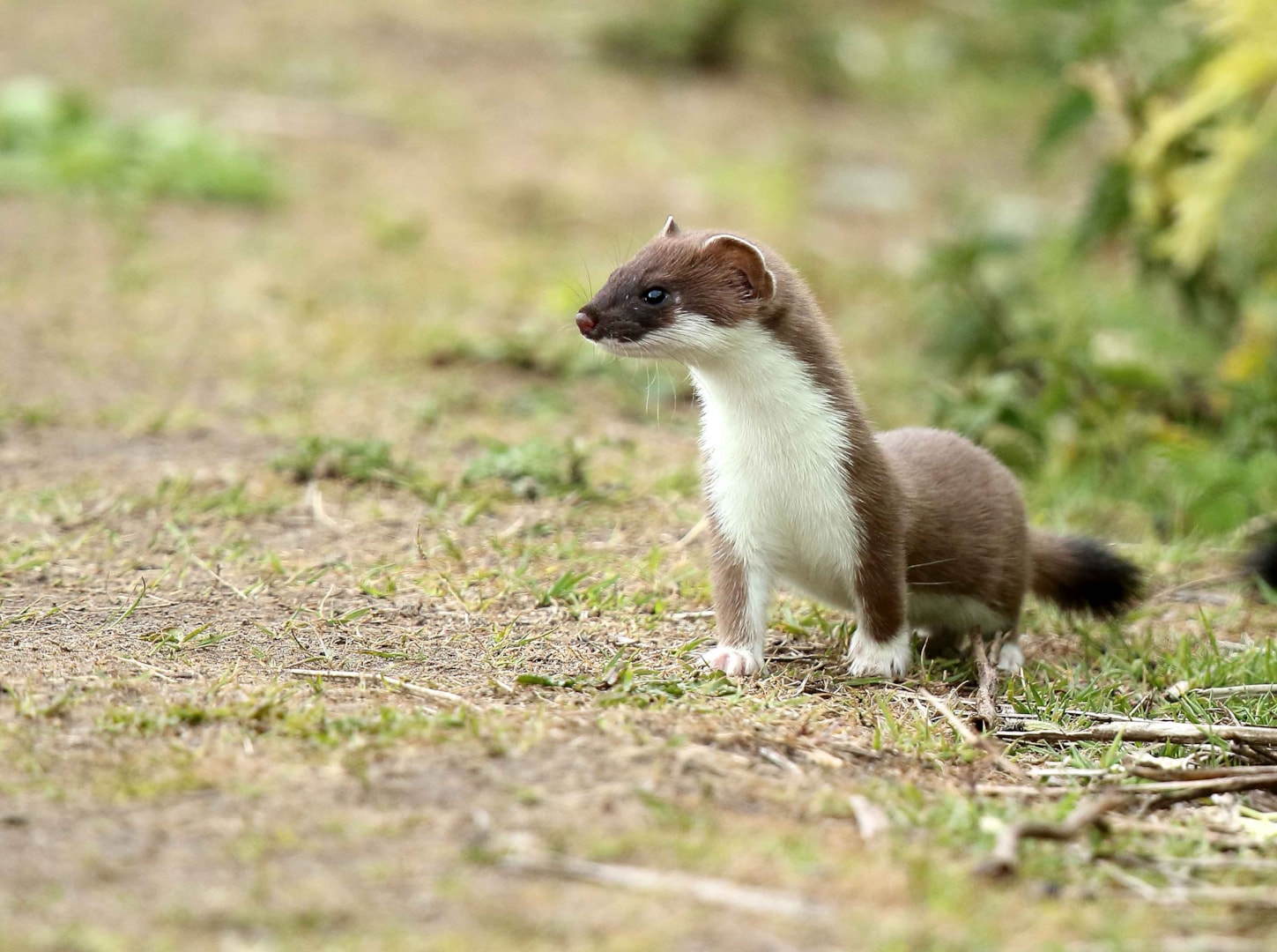 Stoat by Chris Downes - BirdGuides