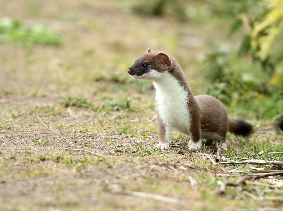 Stoat by Chris Downes - BirdGuides