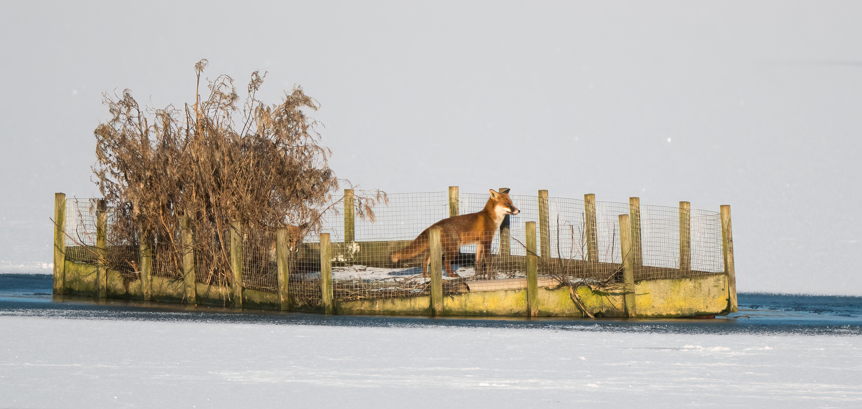Red Fox by Robin Gossage - BirdGuides