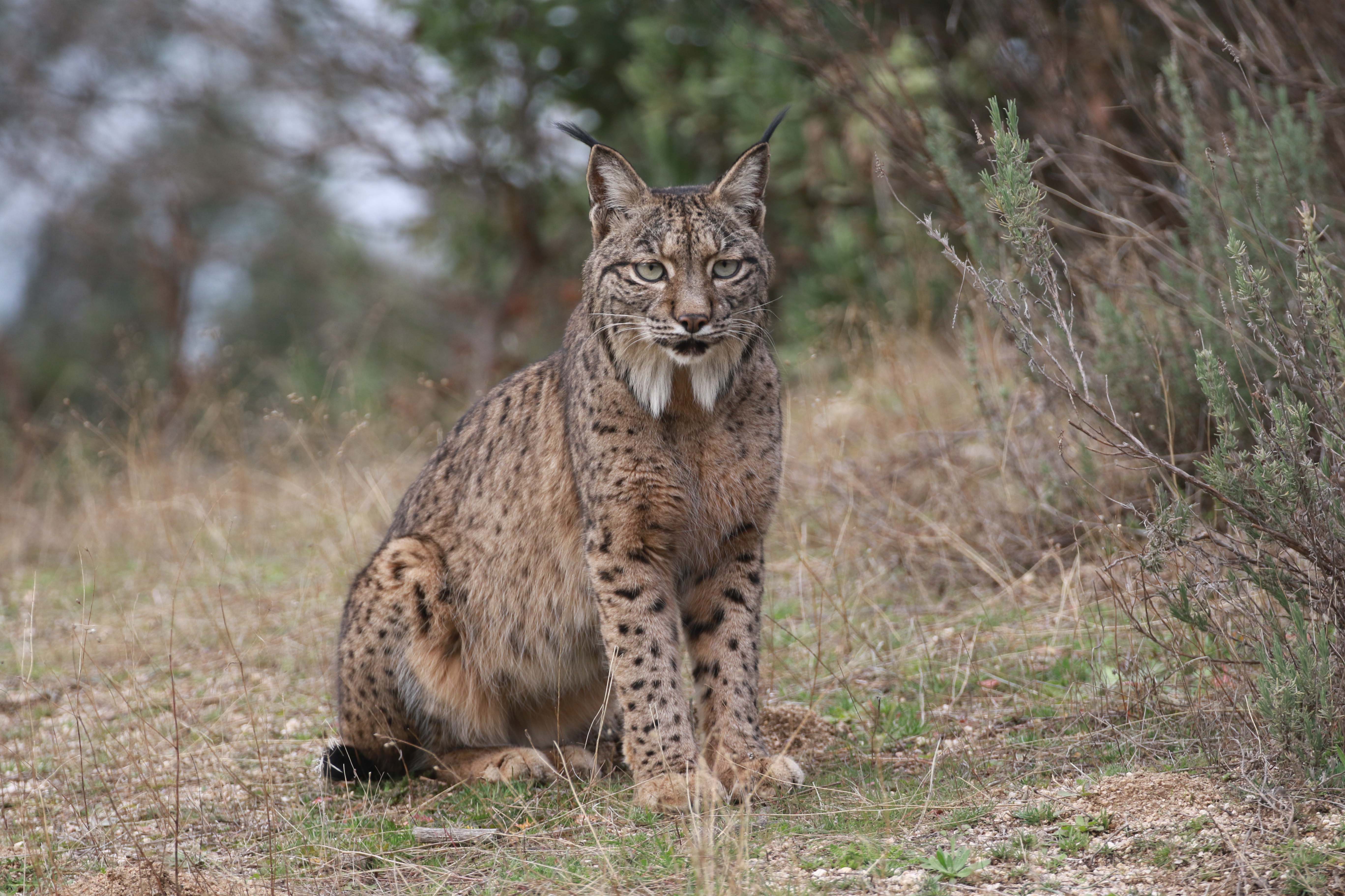 Iberian Lynx by Peter Gasson - BirdGuides