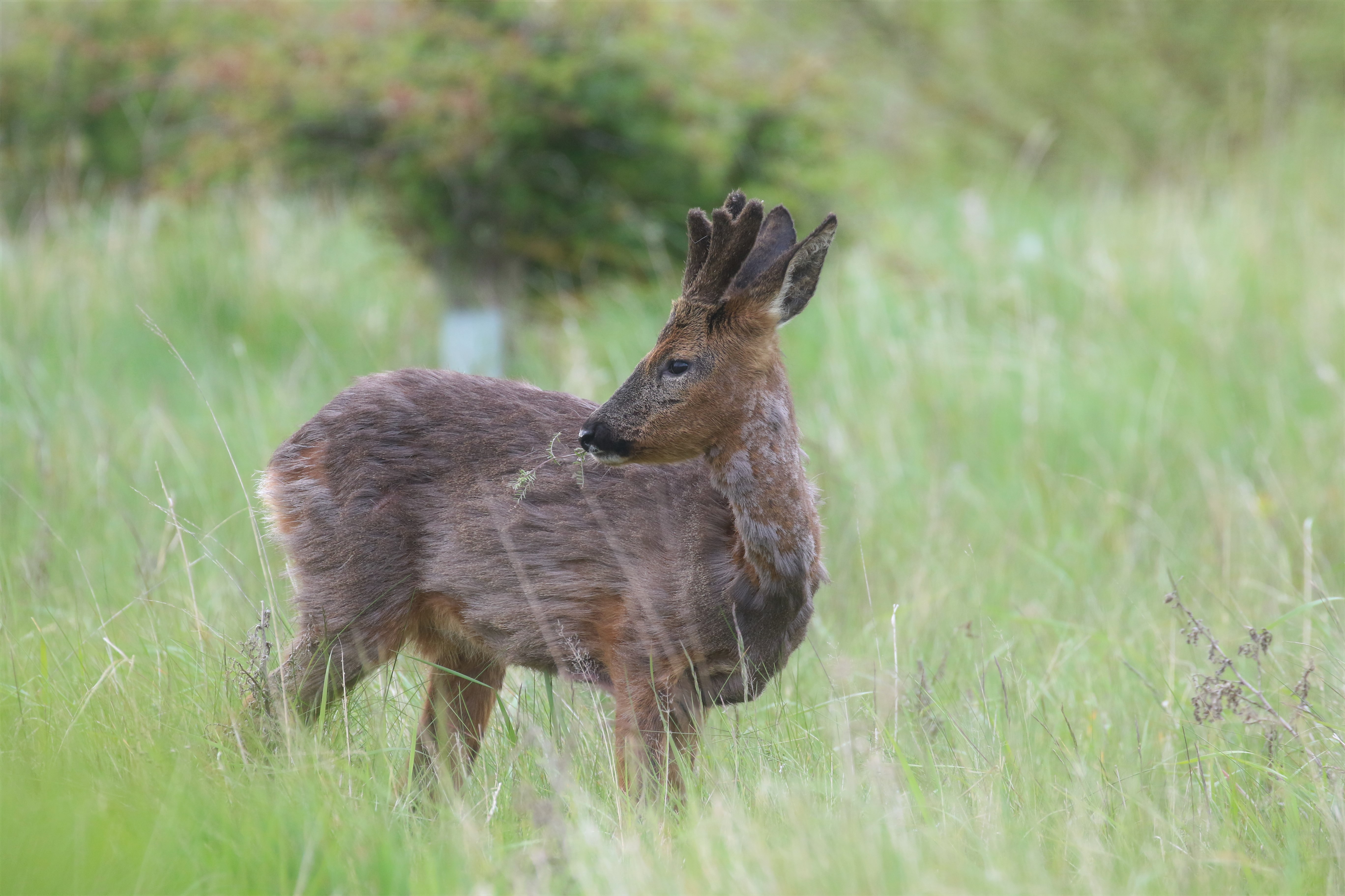 Roe Deer by Jamie Johnson - BirdGuides