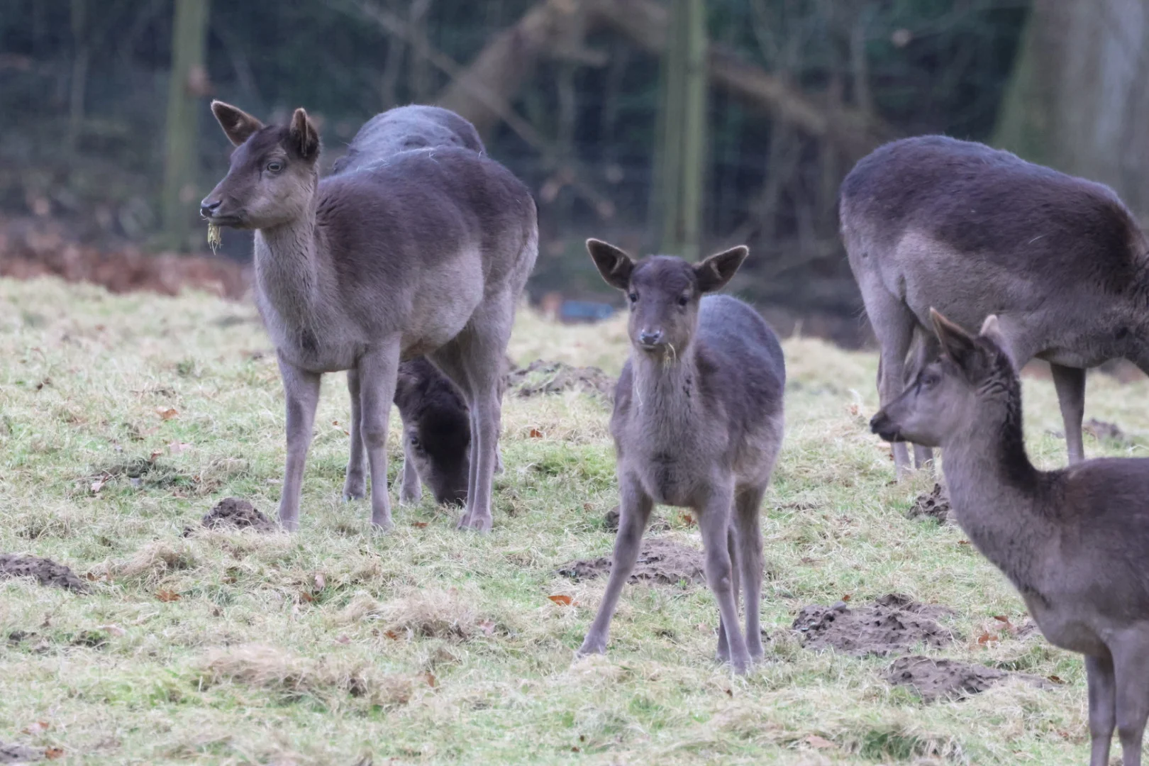 Details : Fallow Deer - BirdGuides