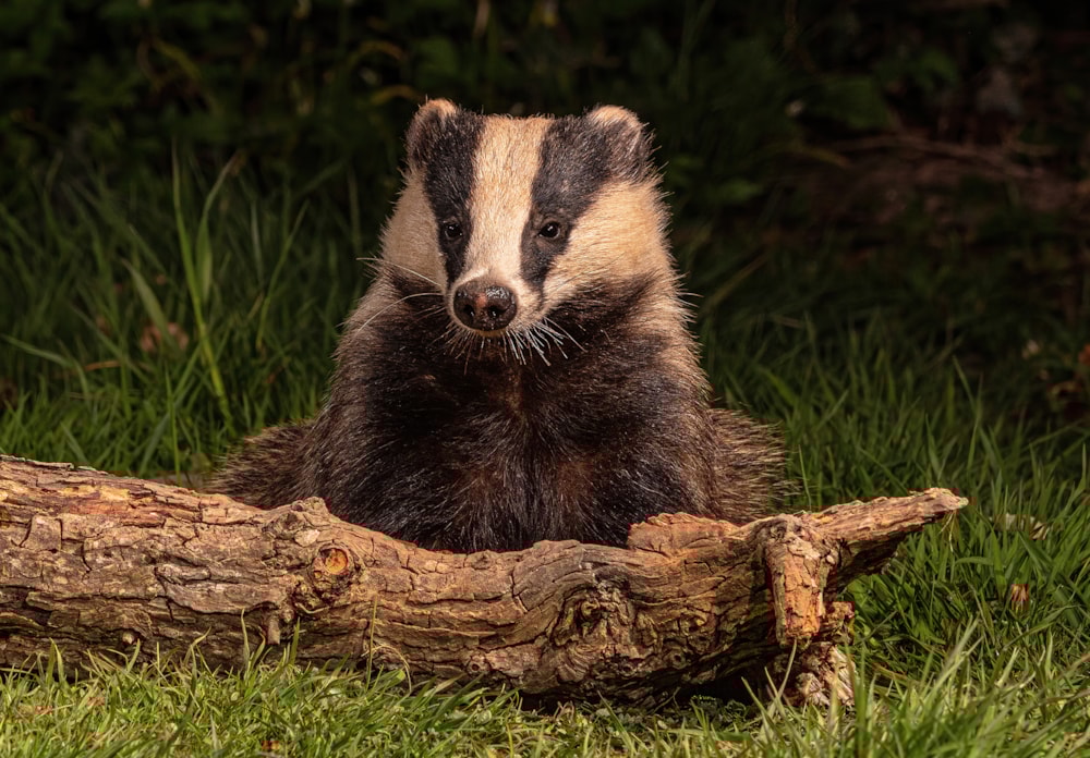 Wild Justice takes up the fight for Badgers - BirdGuides