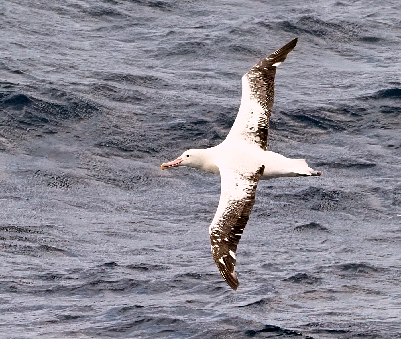 Royal Albatross by Trevor Fillingham - BirdGuides