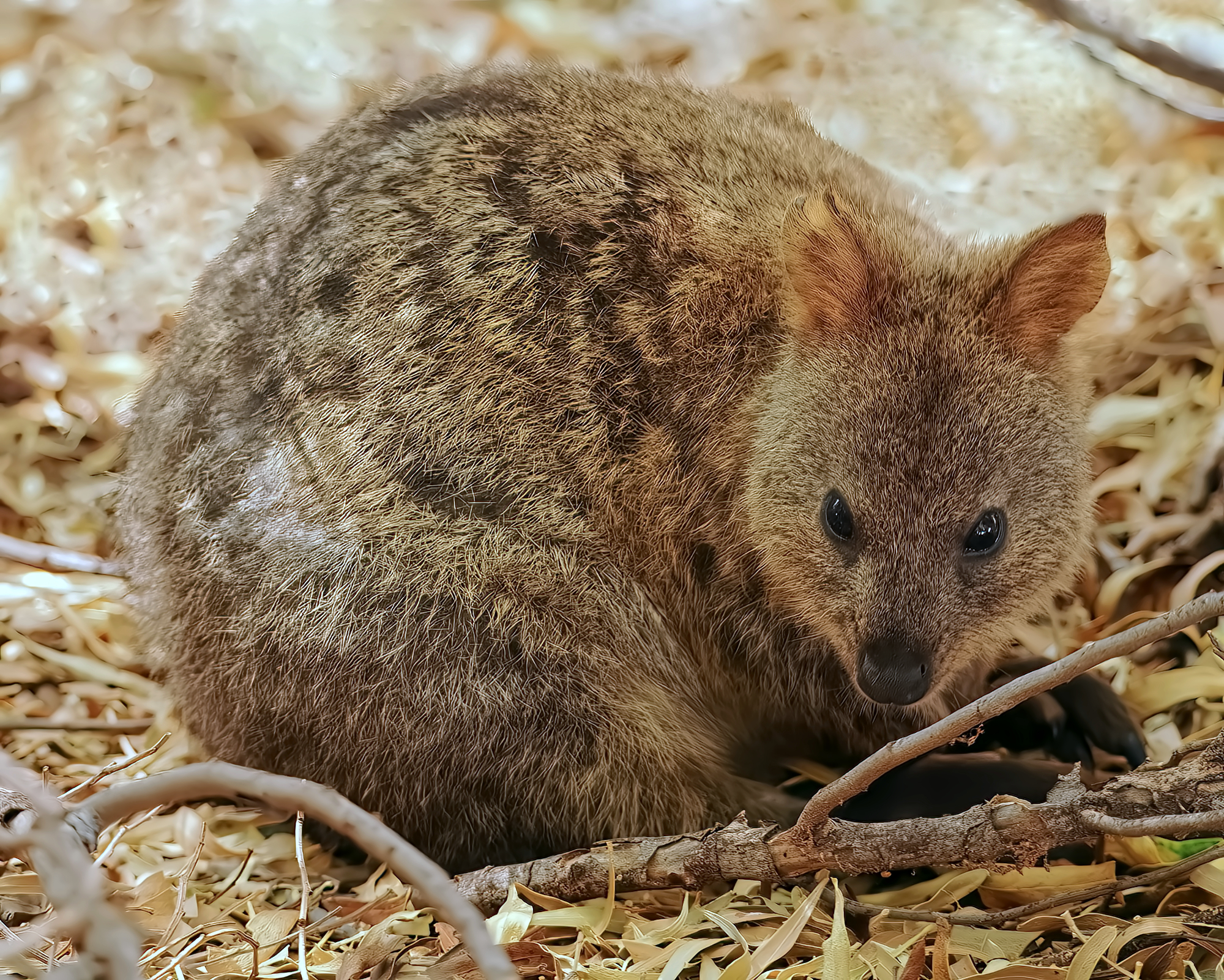 Quoka by Trevor Fillingham - BirdGuides