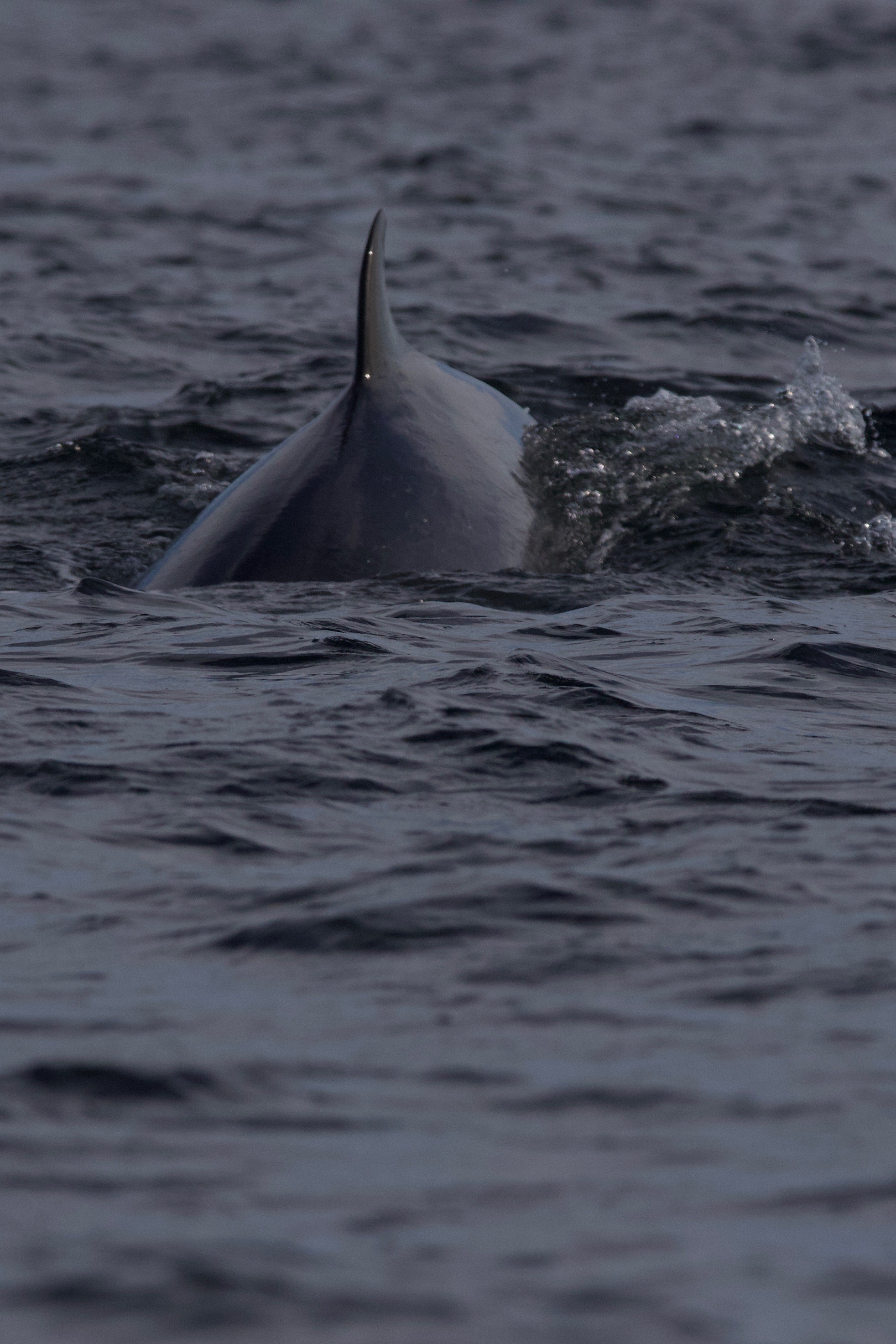 Details : Common Minke Whale - BirdGuides