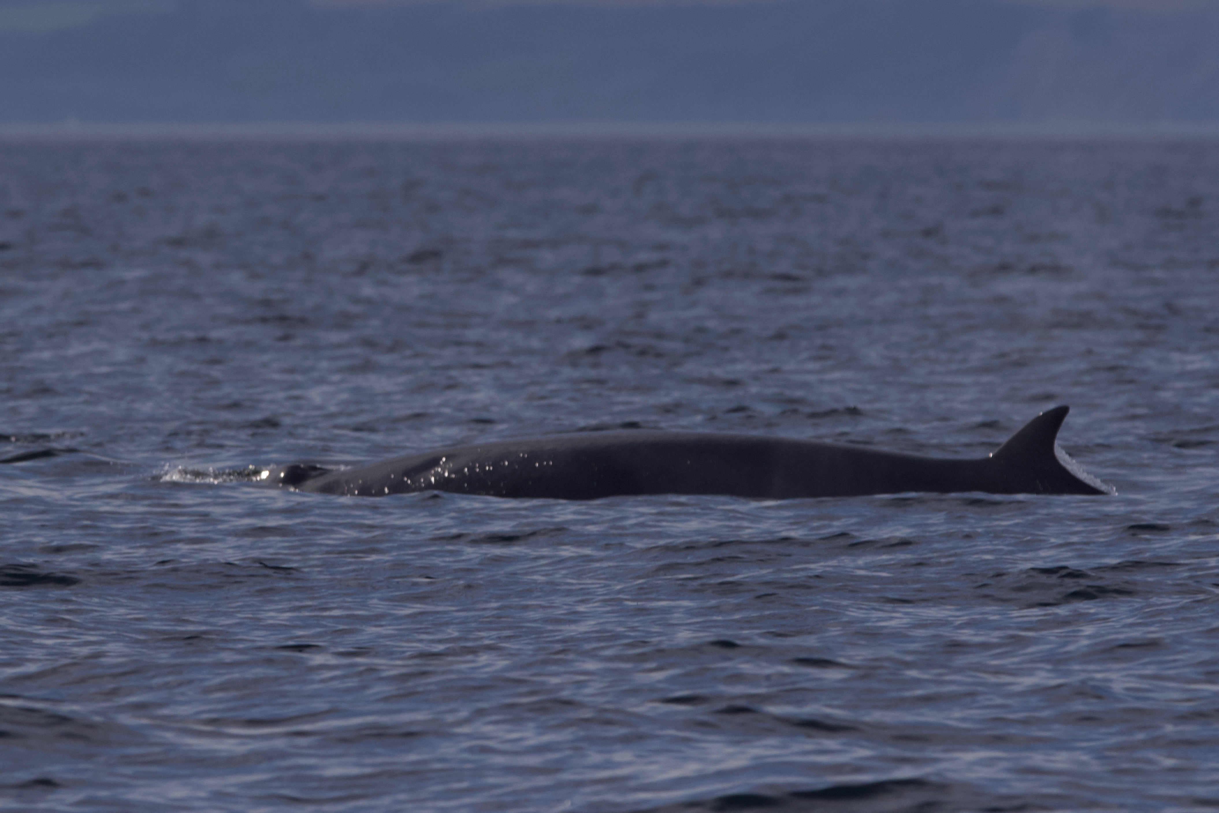 Details : Common Minke Whale - BirdGuides