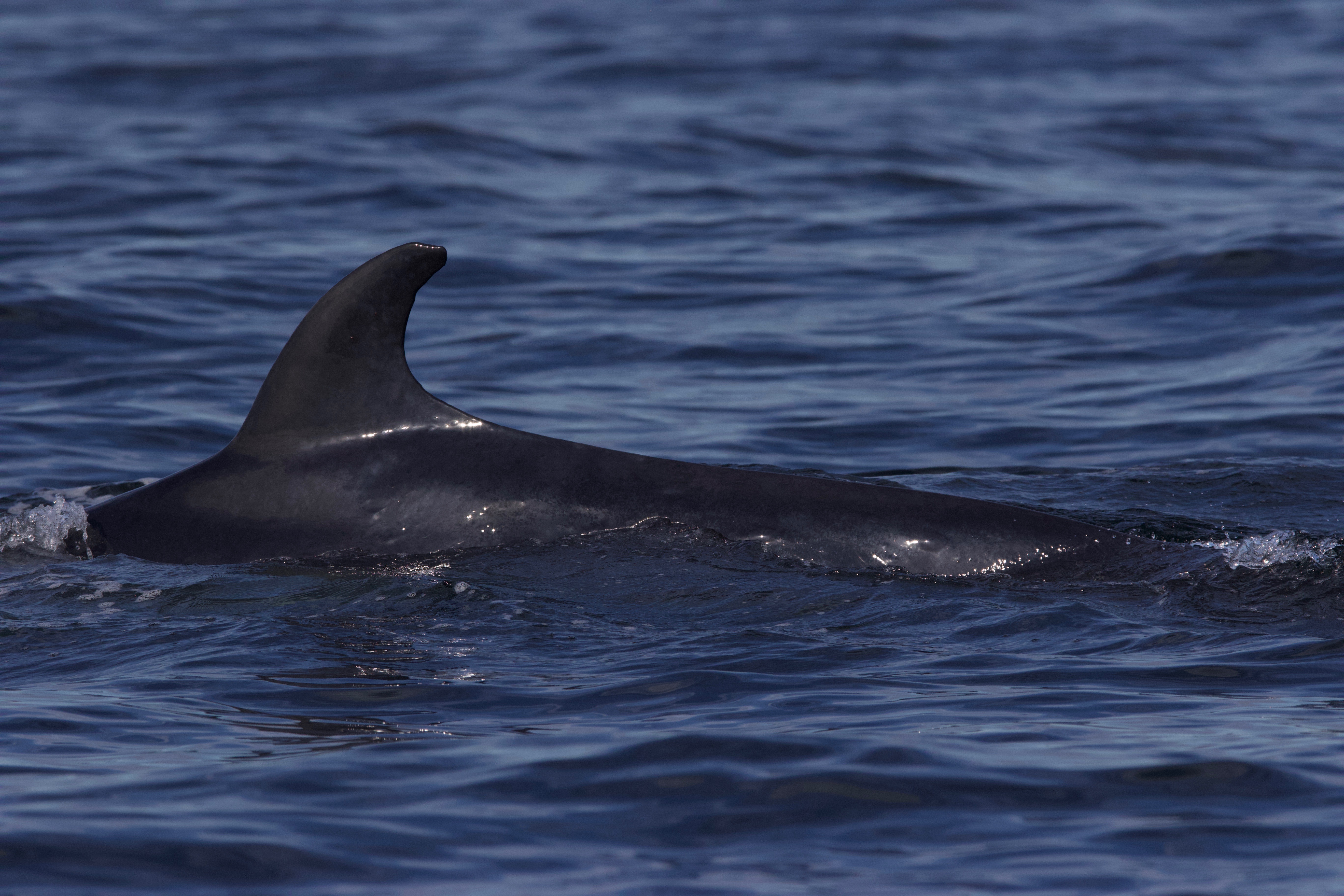 Details : Common Minke Whale - BirdGuides