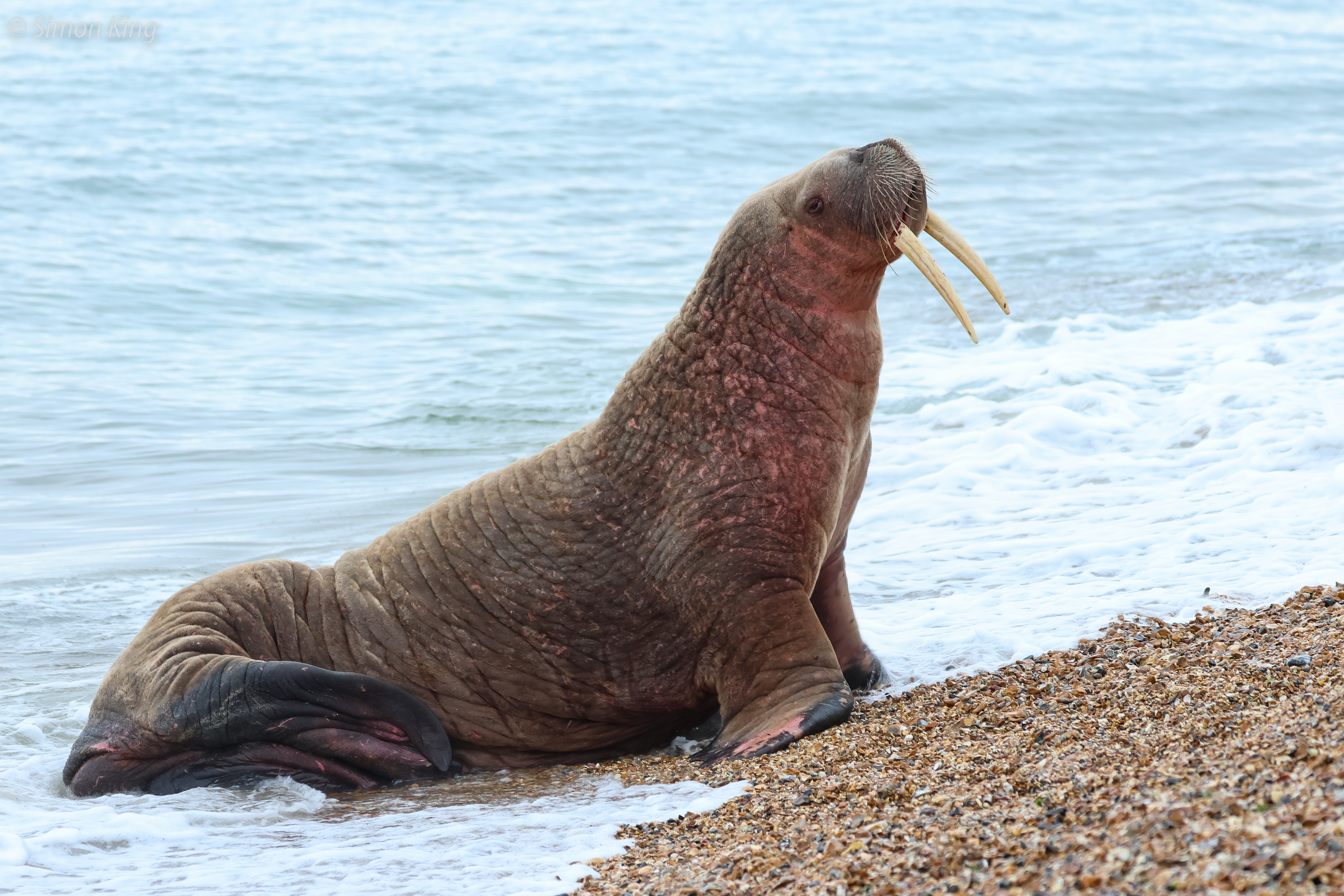 Walrus by Simon King - BirdGuides
