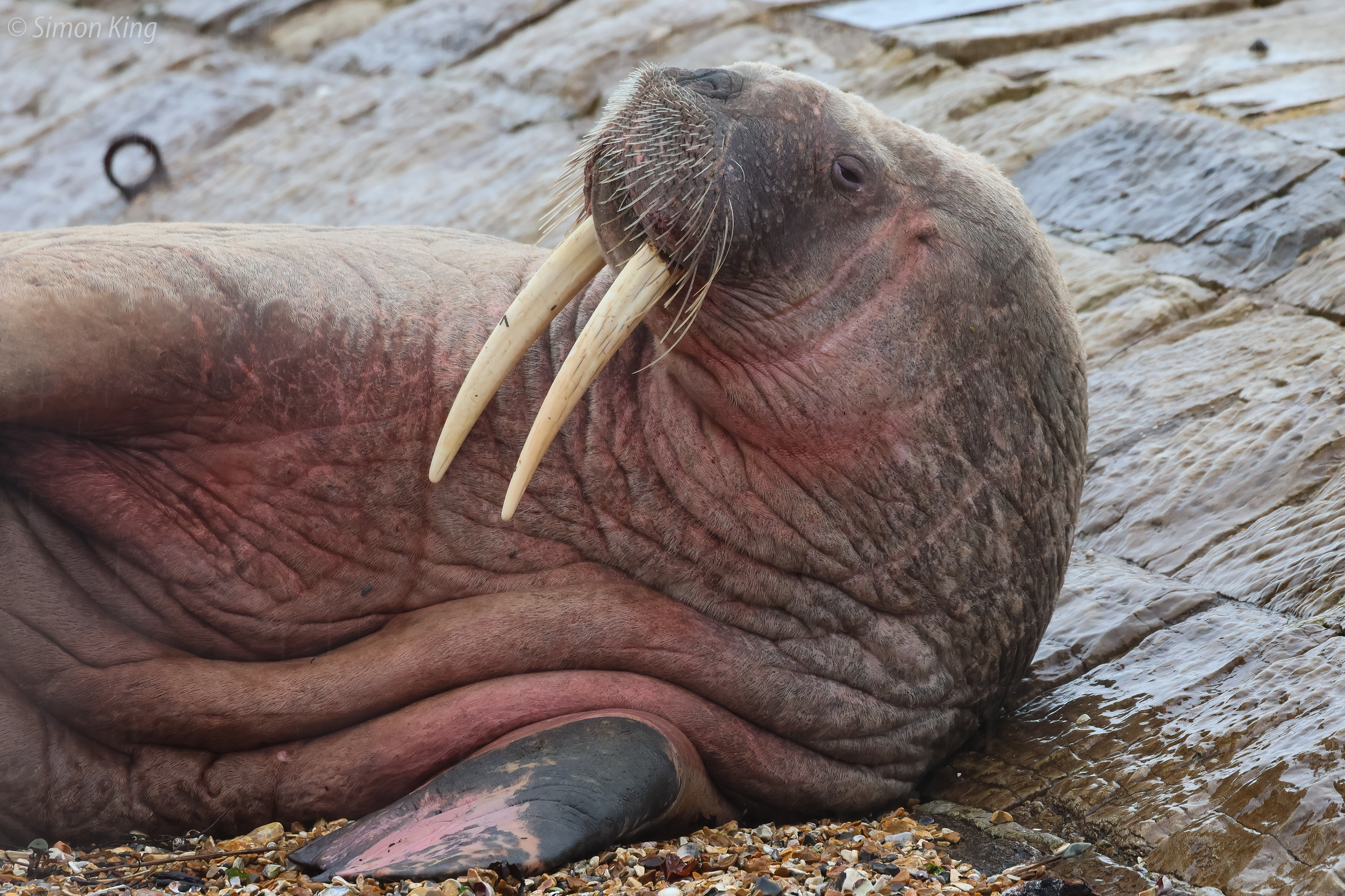 Walrus by Simon King - BirdGuides