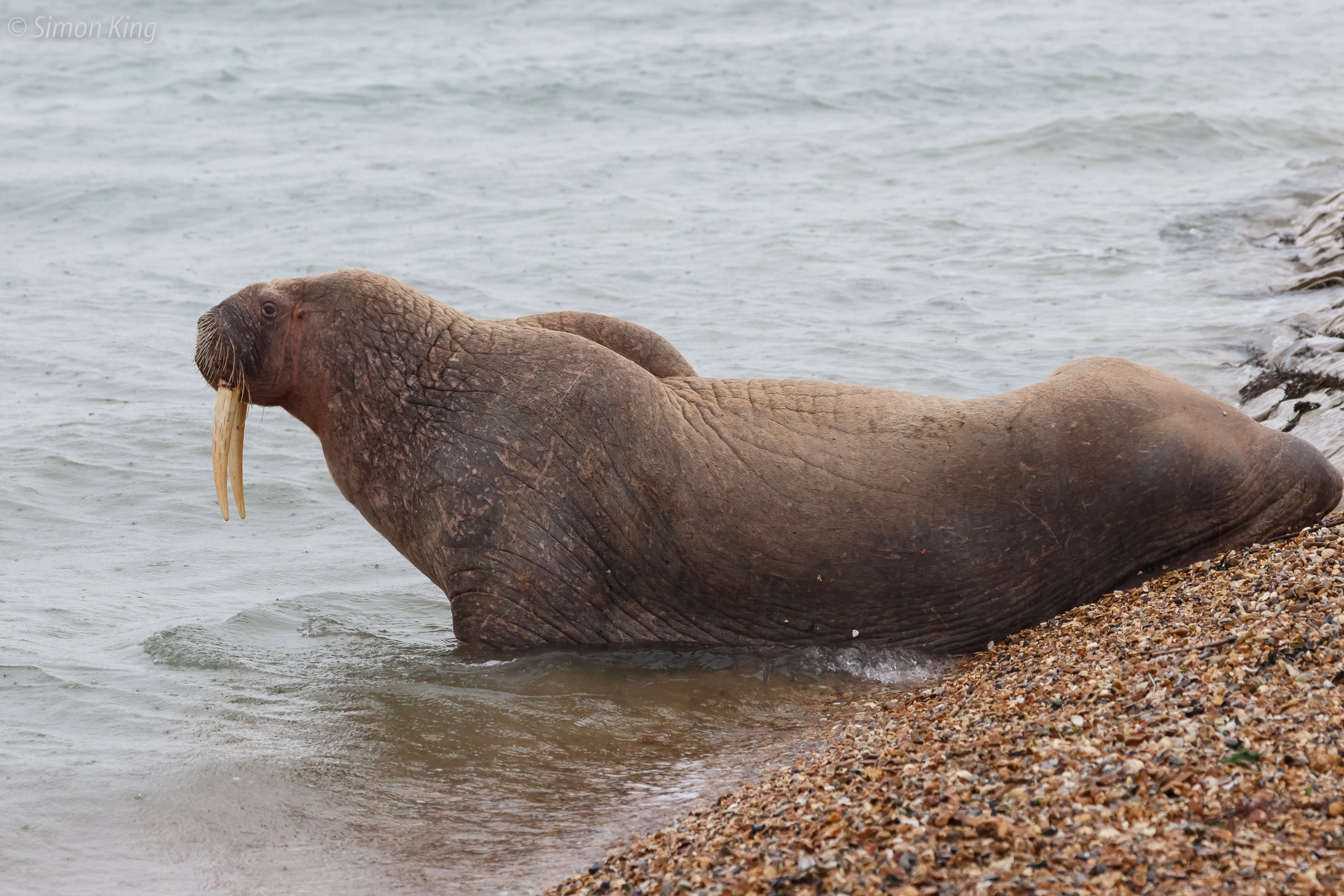 Walrus by Simon King - BirdGuides