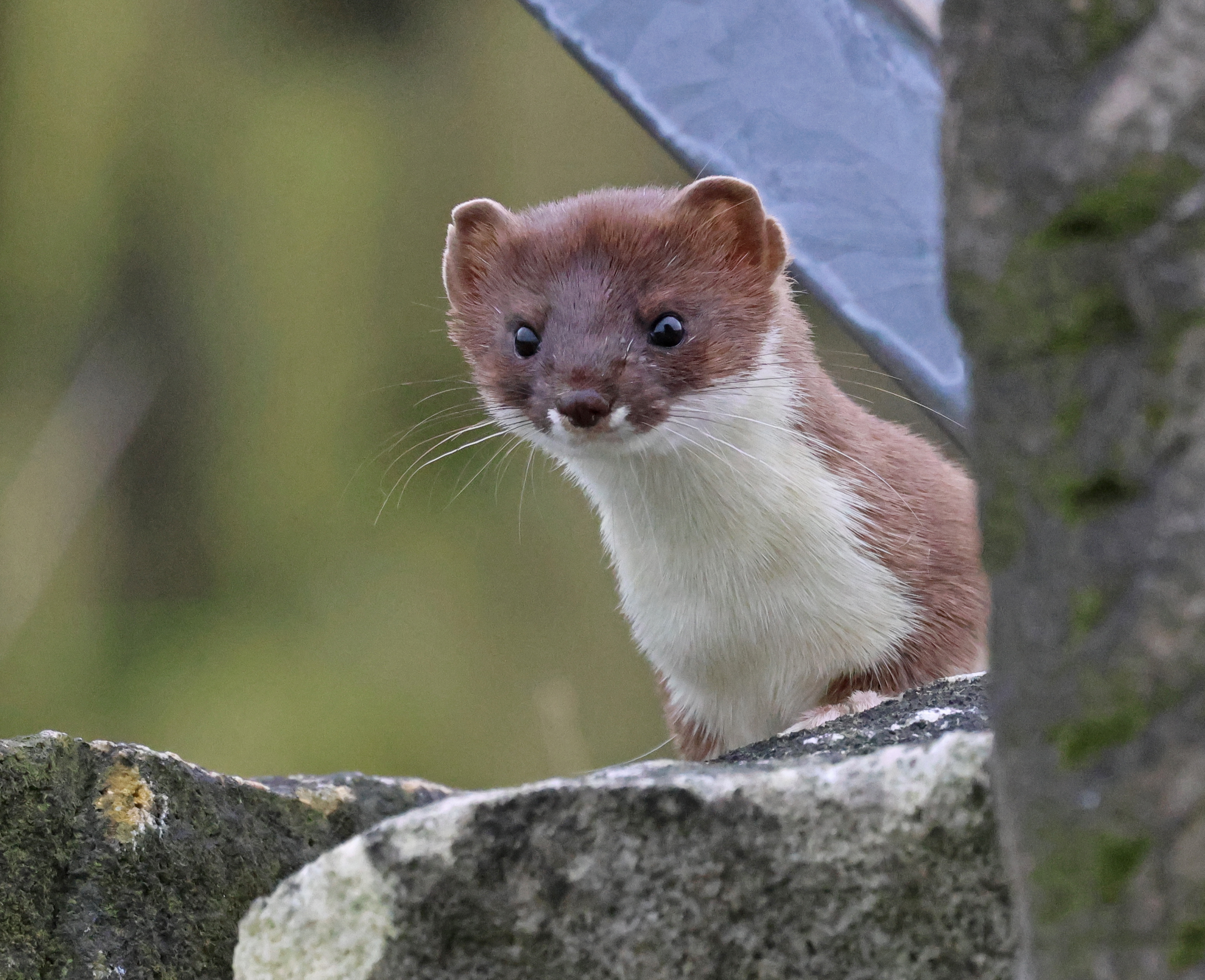 Funding boost for Orkney Stoat eradication project - BirdGuides