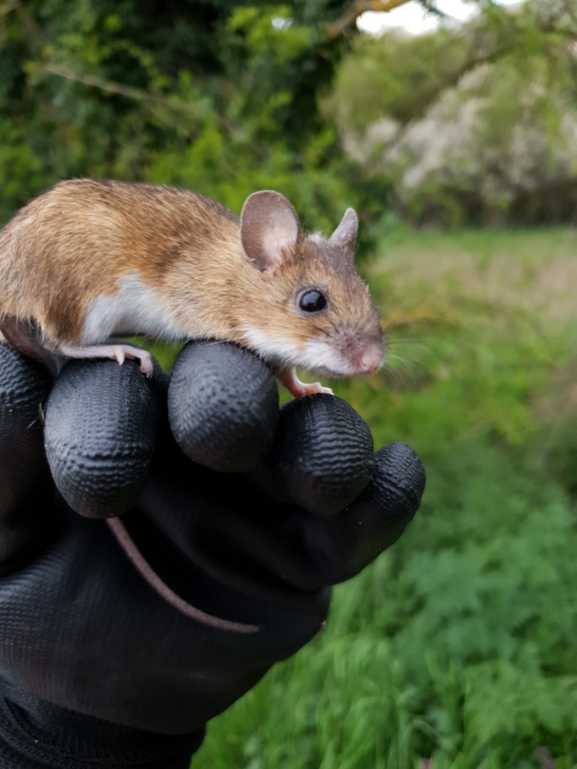 Yellow-necked Mouse by Mark Hows - BirdGuides