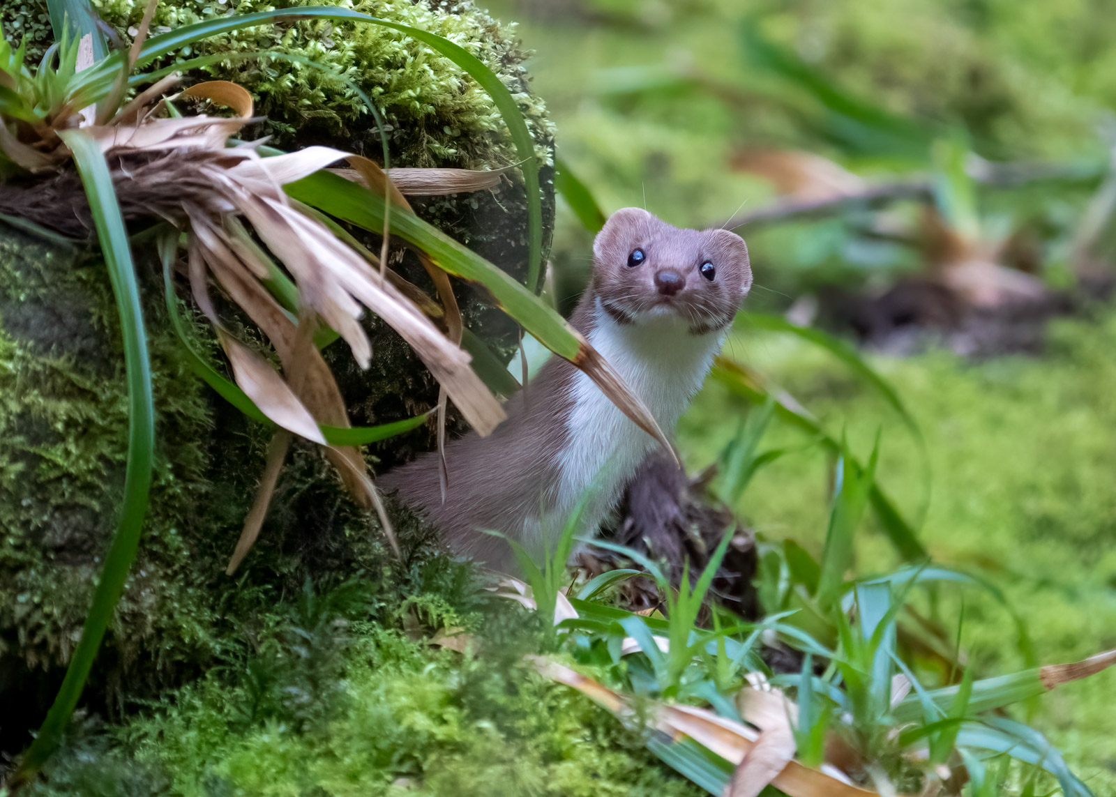 Stoat by Michael Kelso - BirdGuides