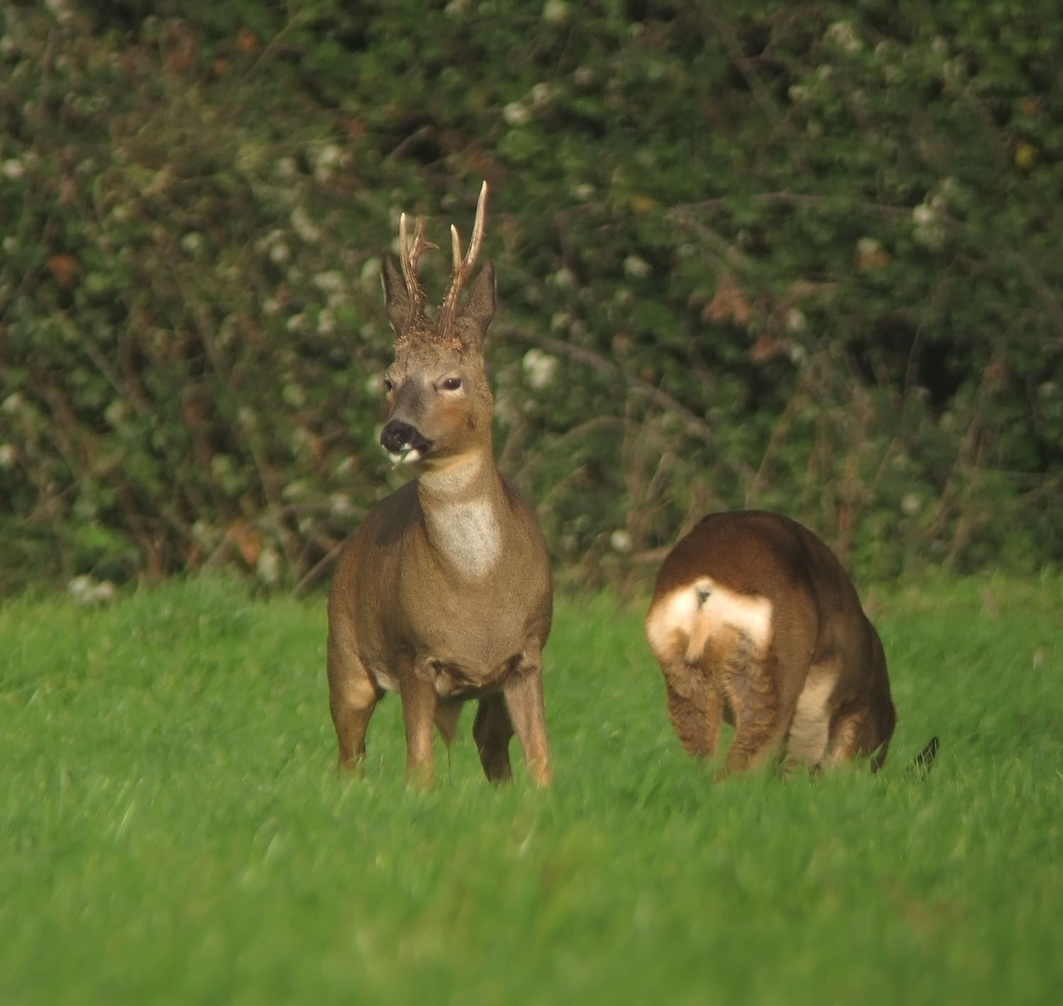 Roe Deer by Trevor Ellery - BirdGuides