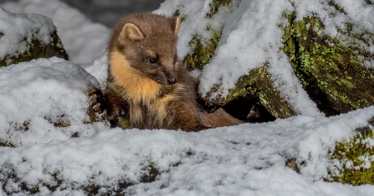 Pine Marten successfully breed in England - BirdGuides