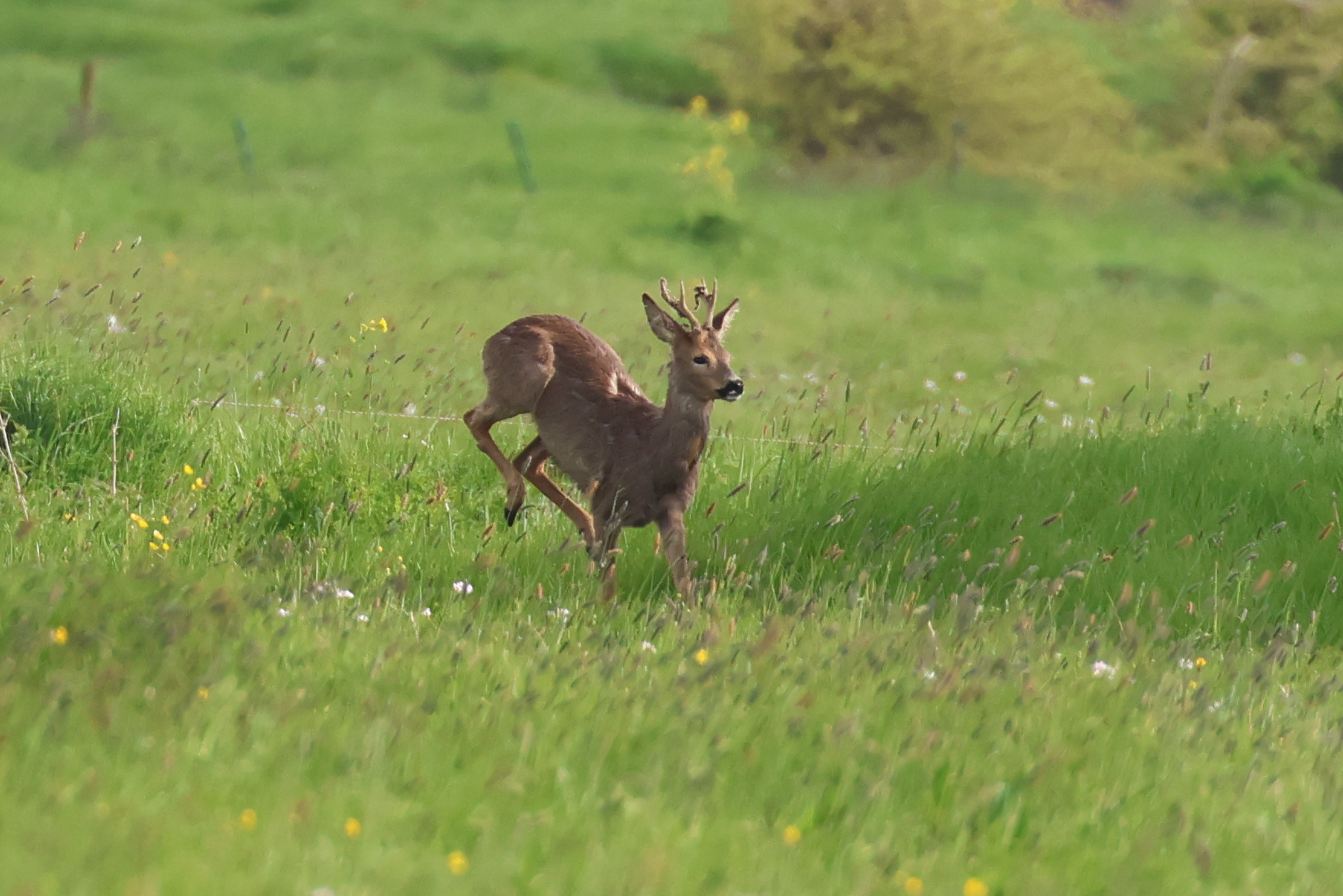 Roe Deer by Chris Teague - BirdGuides