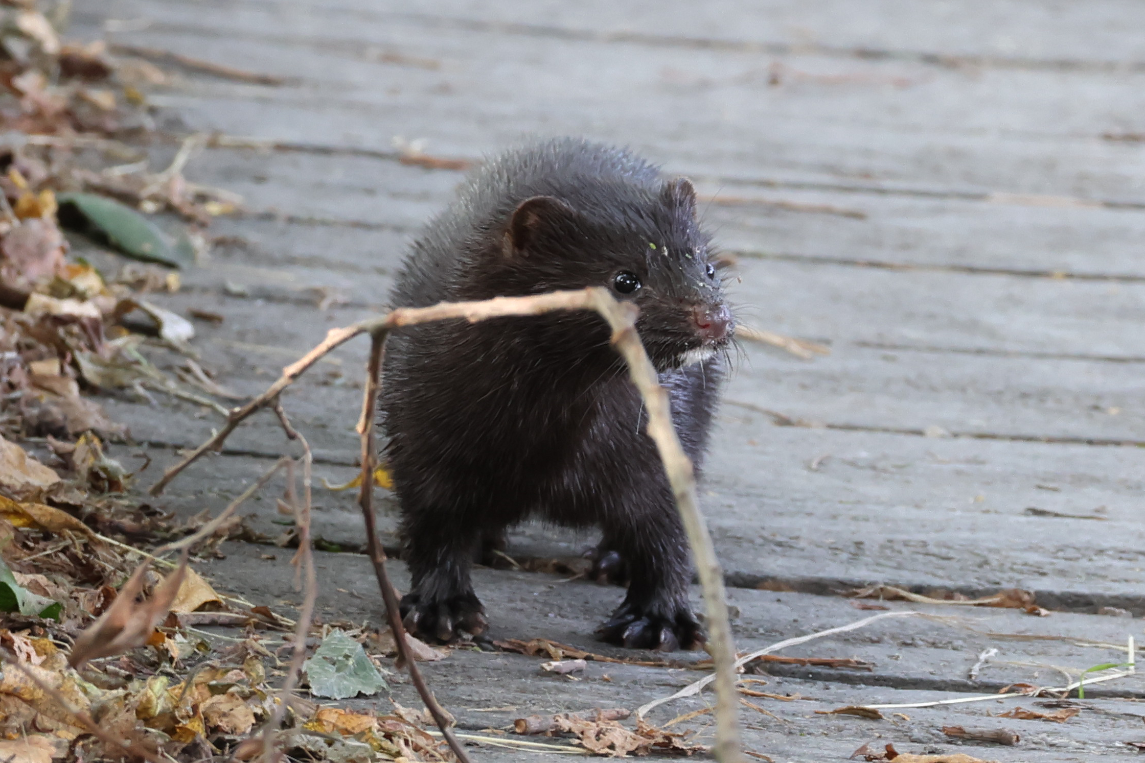 American Mink by Chris Teague - BirdGuides