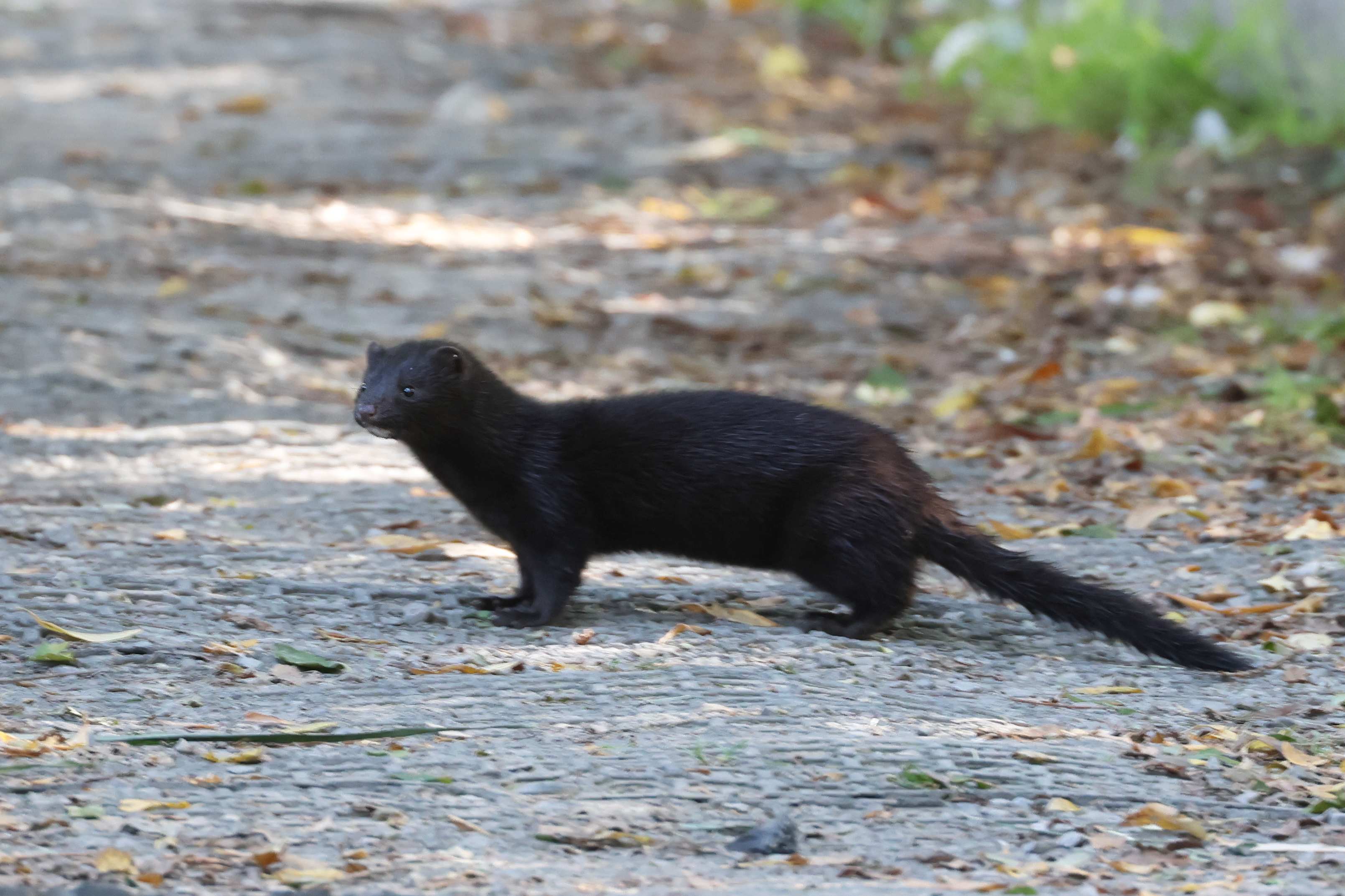American Mink by Chris Teague - BirdGuides