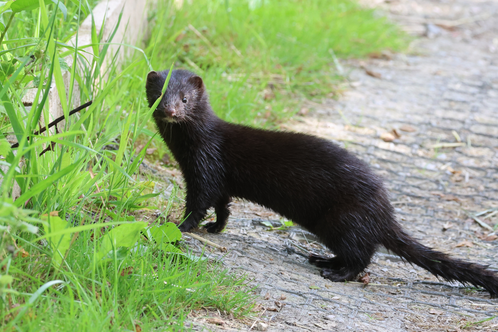American Mink by Chris Teague - BirdGuides