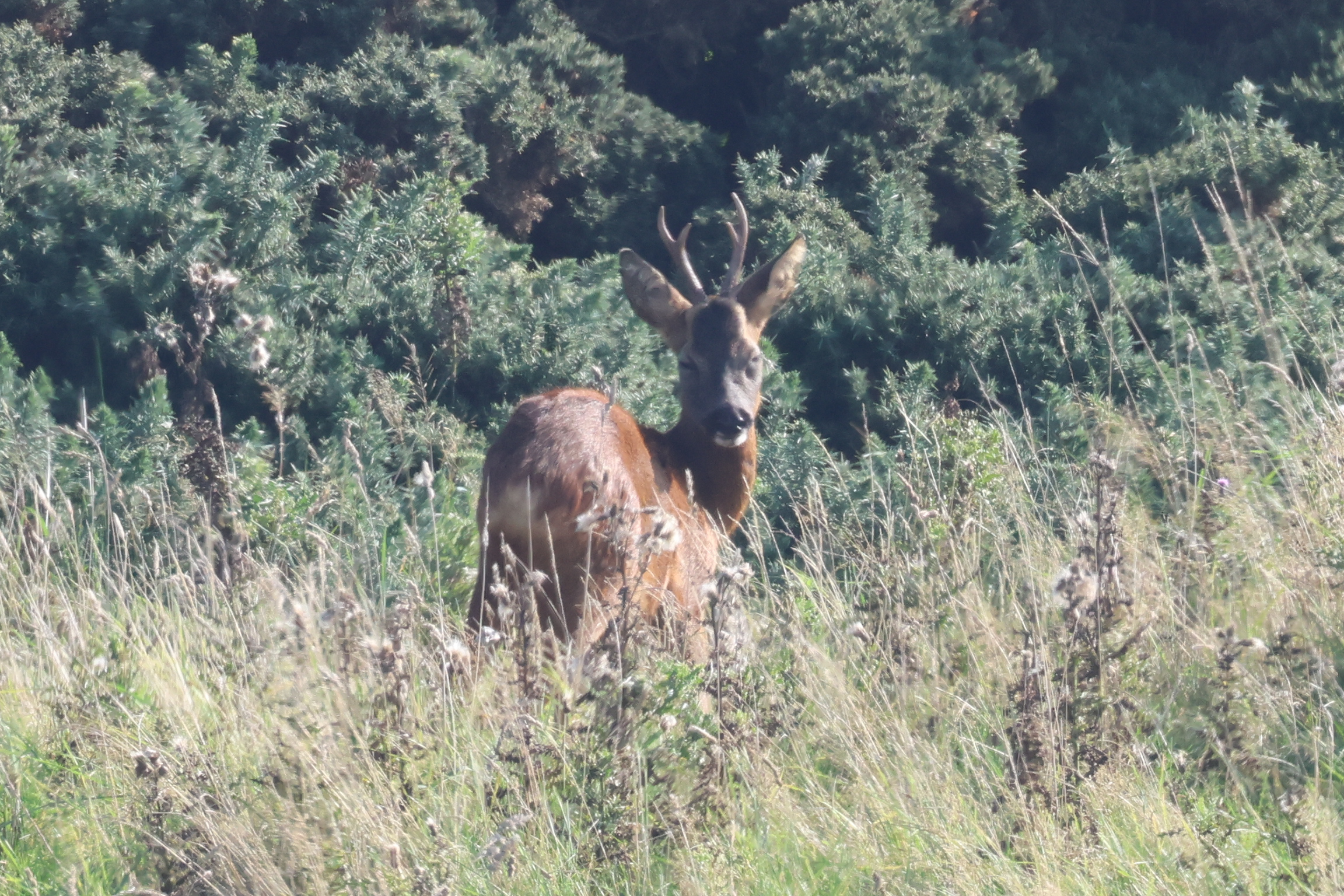 Roe Deer by Chris Teague - BirdGuides