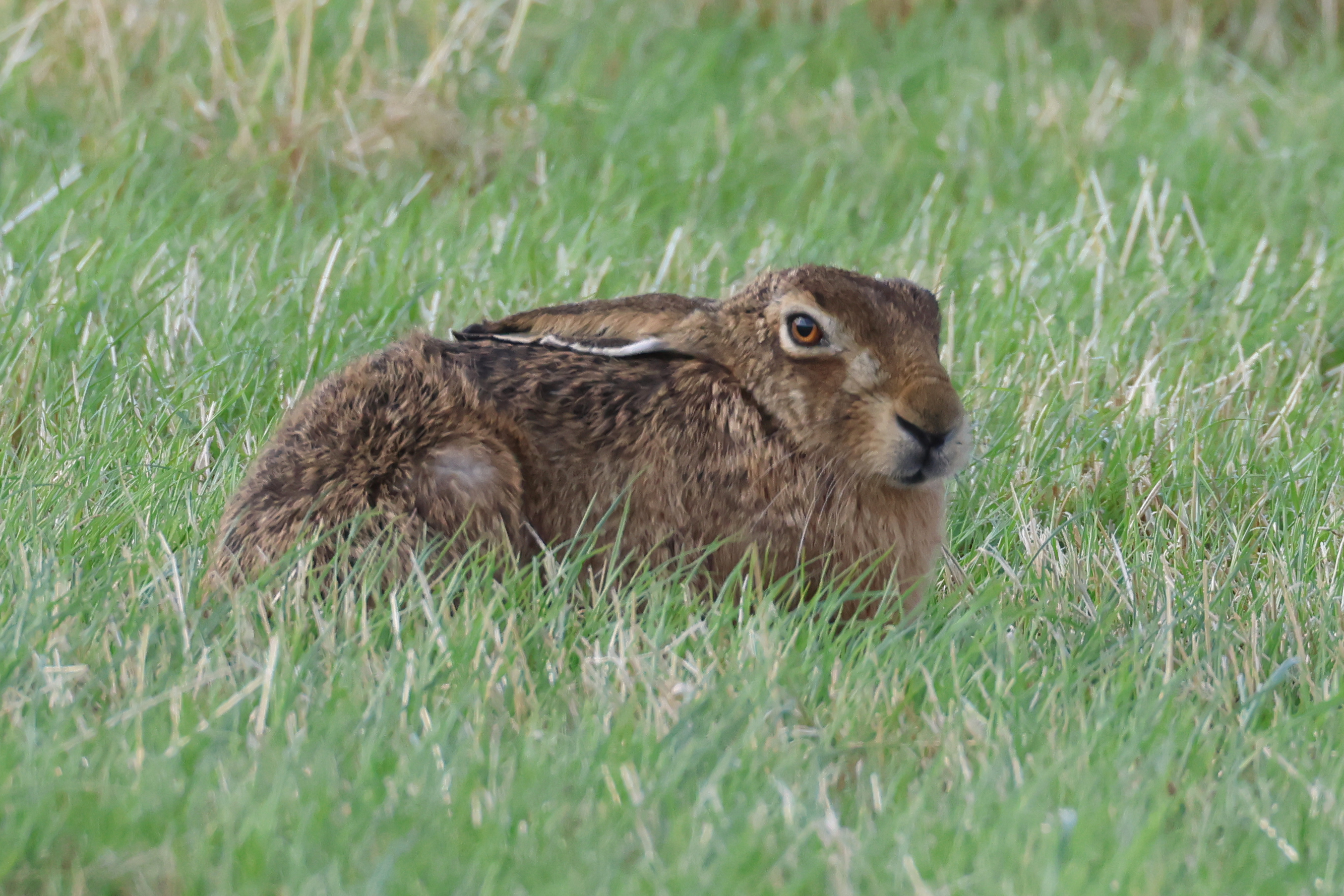 Brown Hare by Chris Teague - BirdGuides