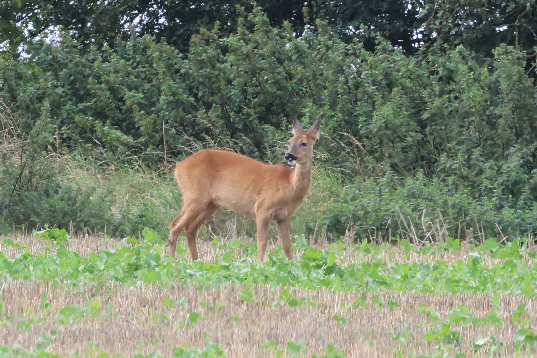 Roe Deer by Chris Teague - BirdGuides