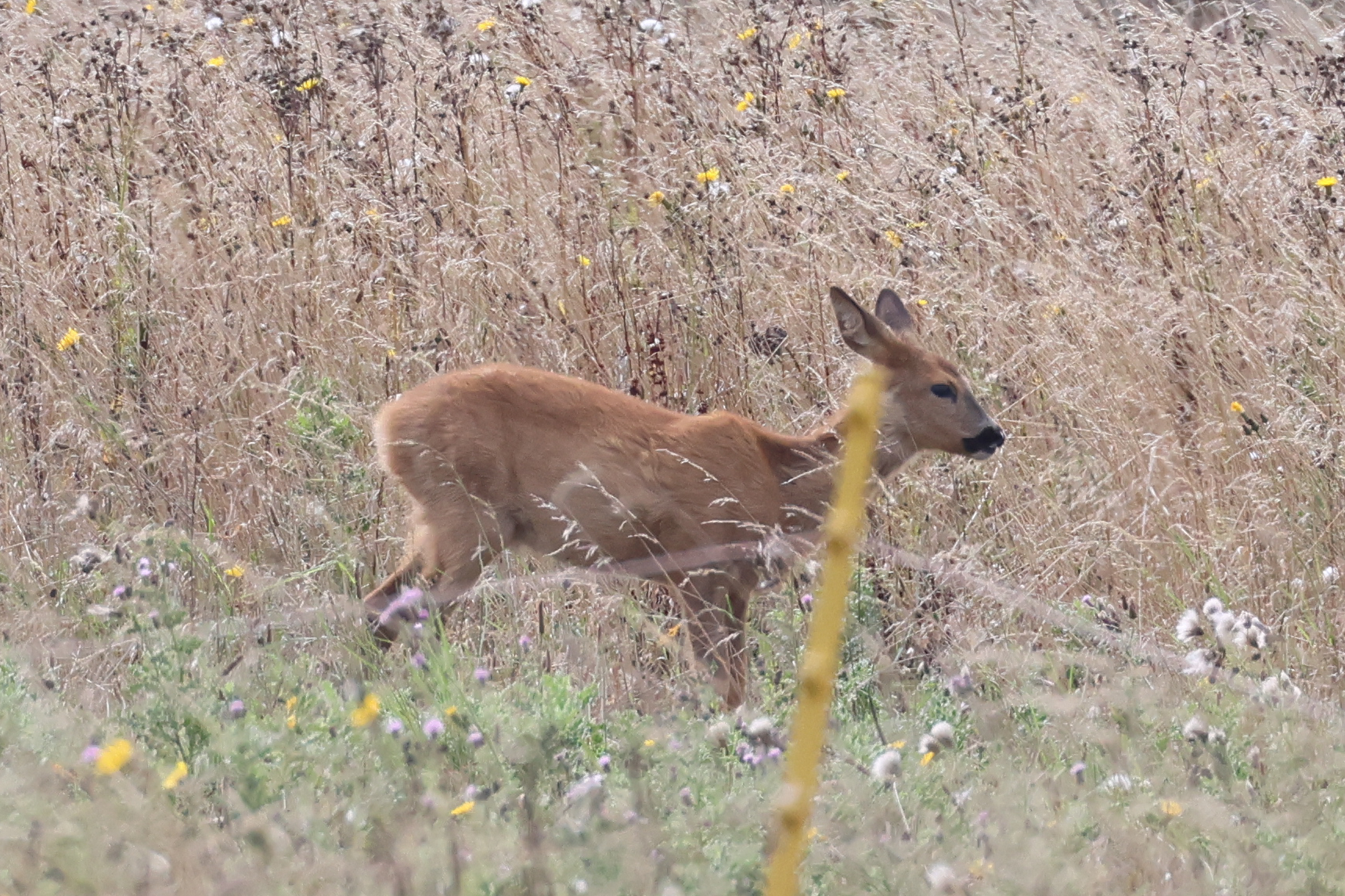 Roe Deer by Chris Teague - BirdGuides