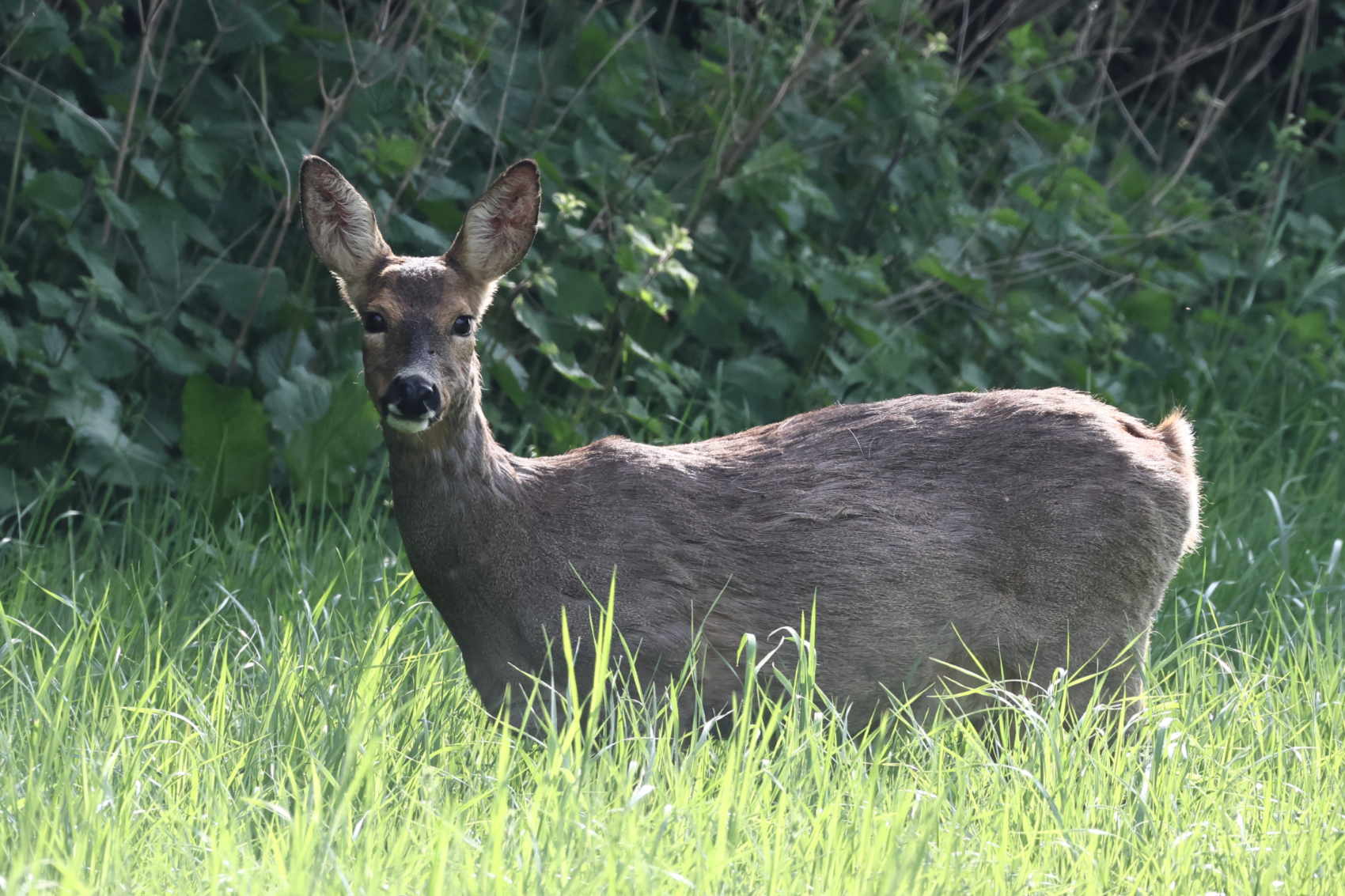 Roe Deer by Chris Teague - BirdGuides