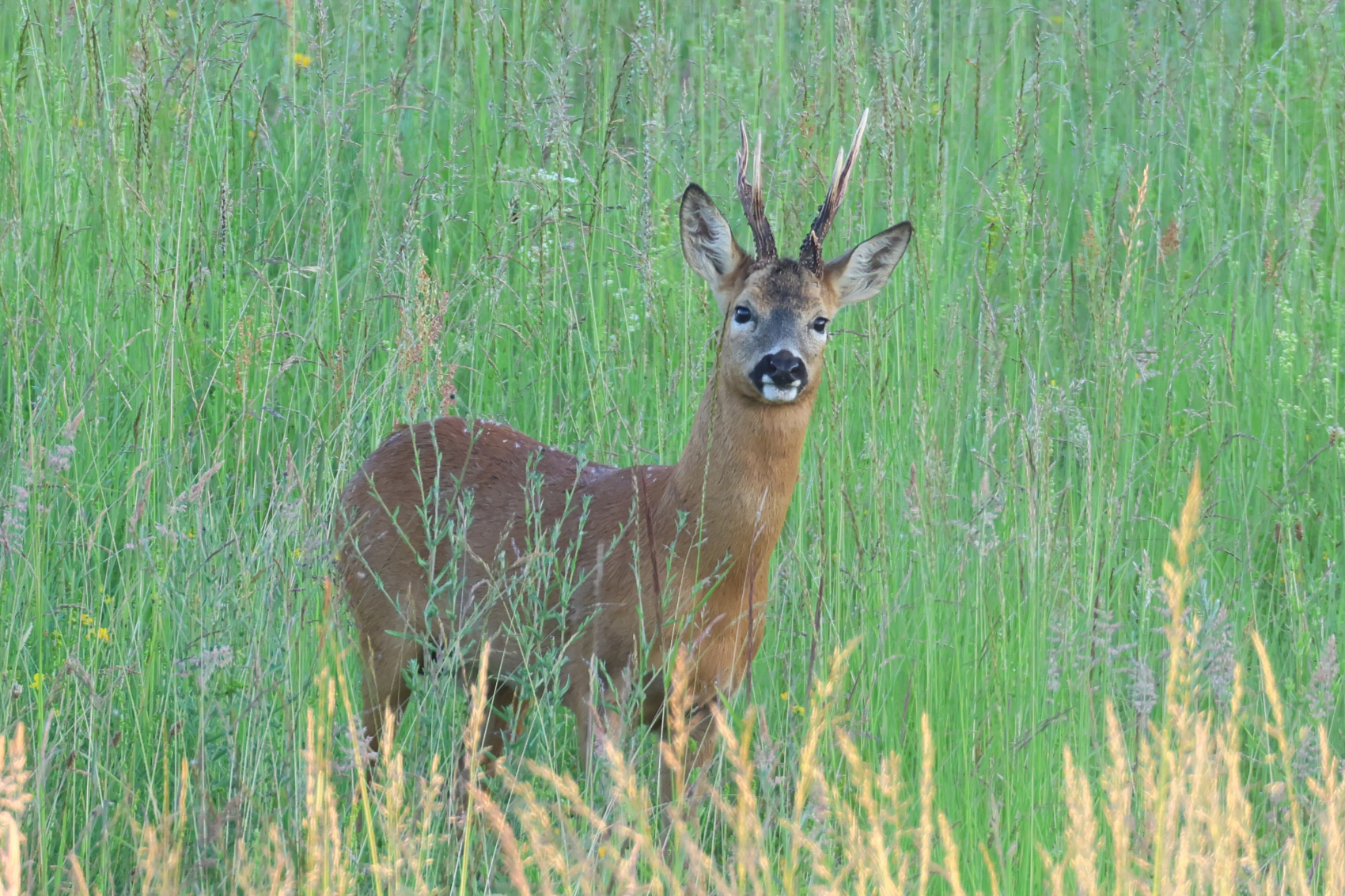 Roe Deer by Chris Teague - BirdGuides