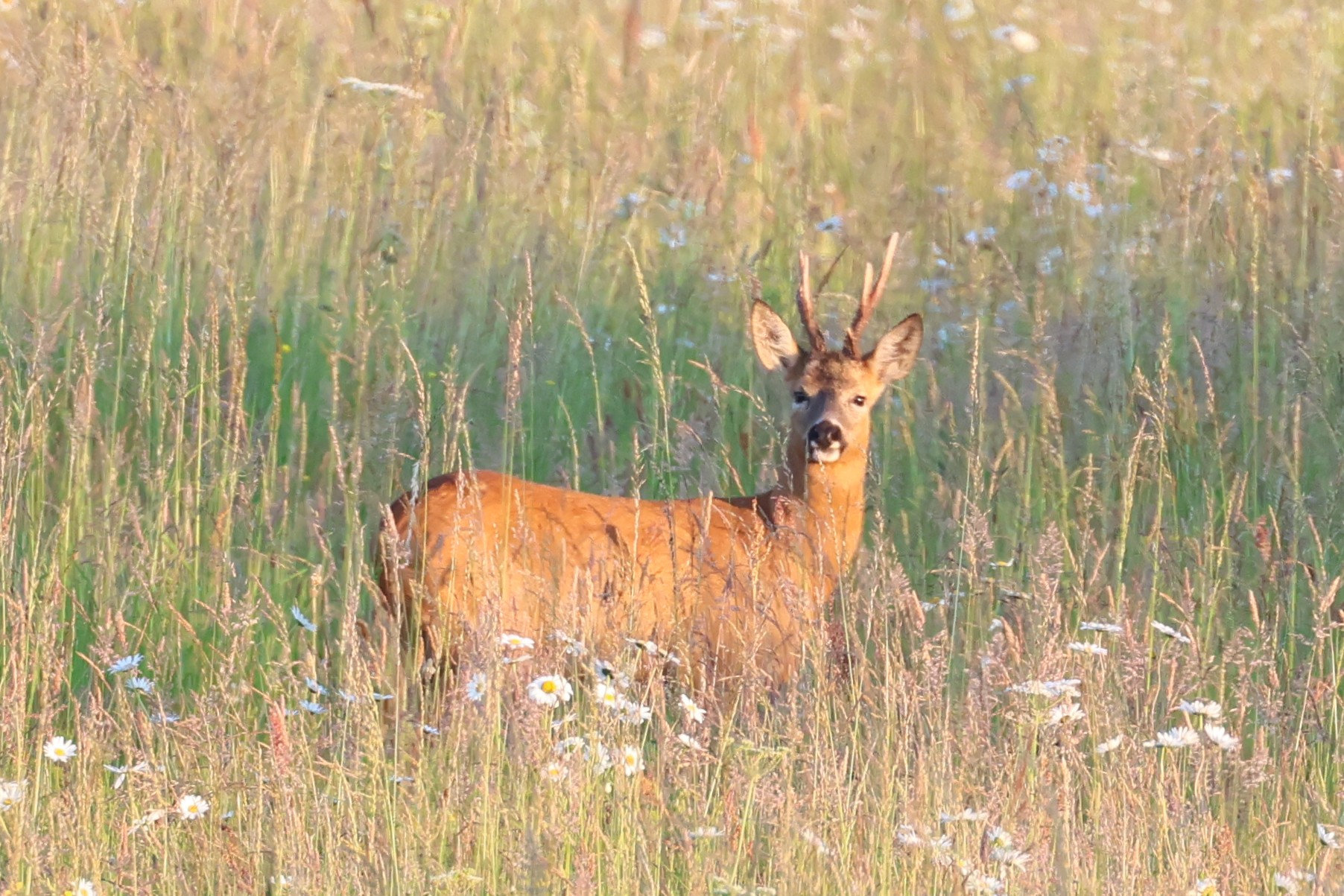 Roe Deer by Chris Teague - BirdGuides