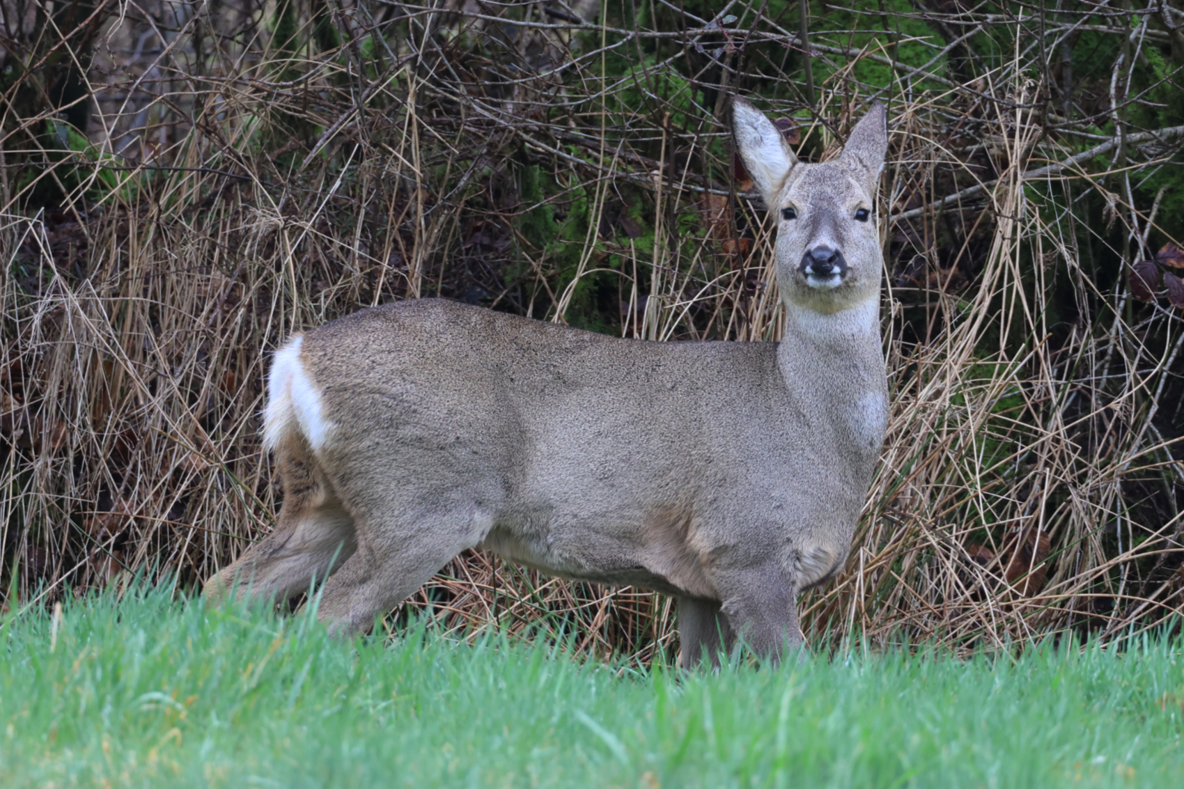 Roe Deer by Chris Teague - BirdGuides