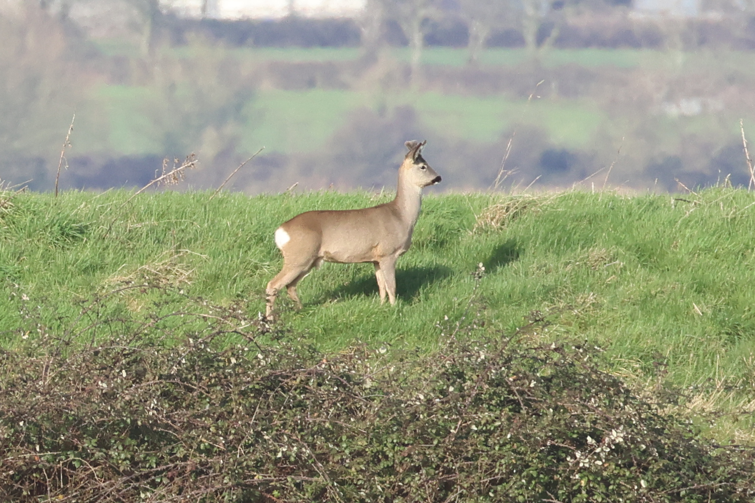 Roe Deer by Chris Teague - BirdGuides