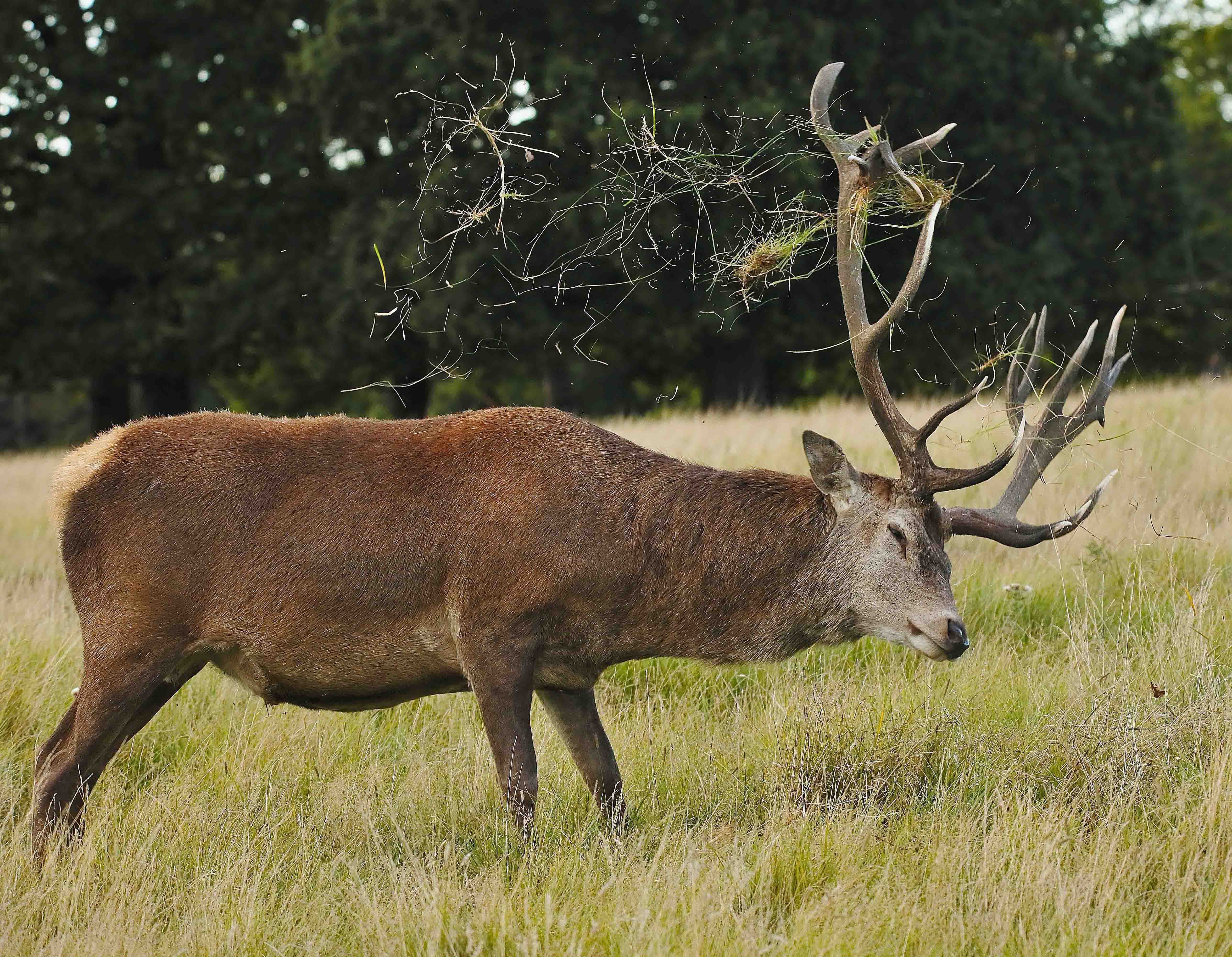 Details : Red Deer - BirdGuides