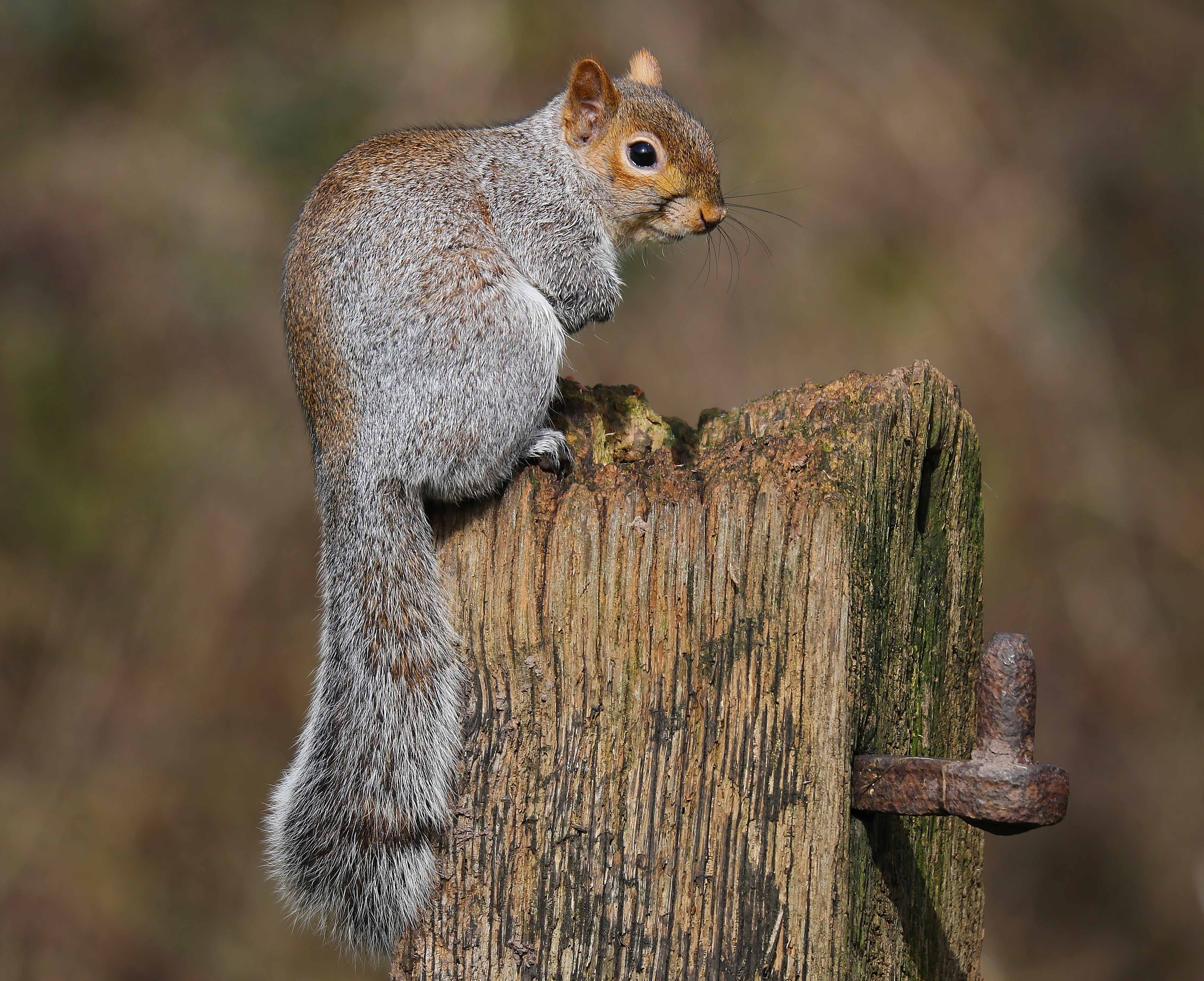 The BirdGuides galleries - BirdGuides