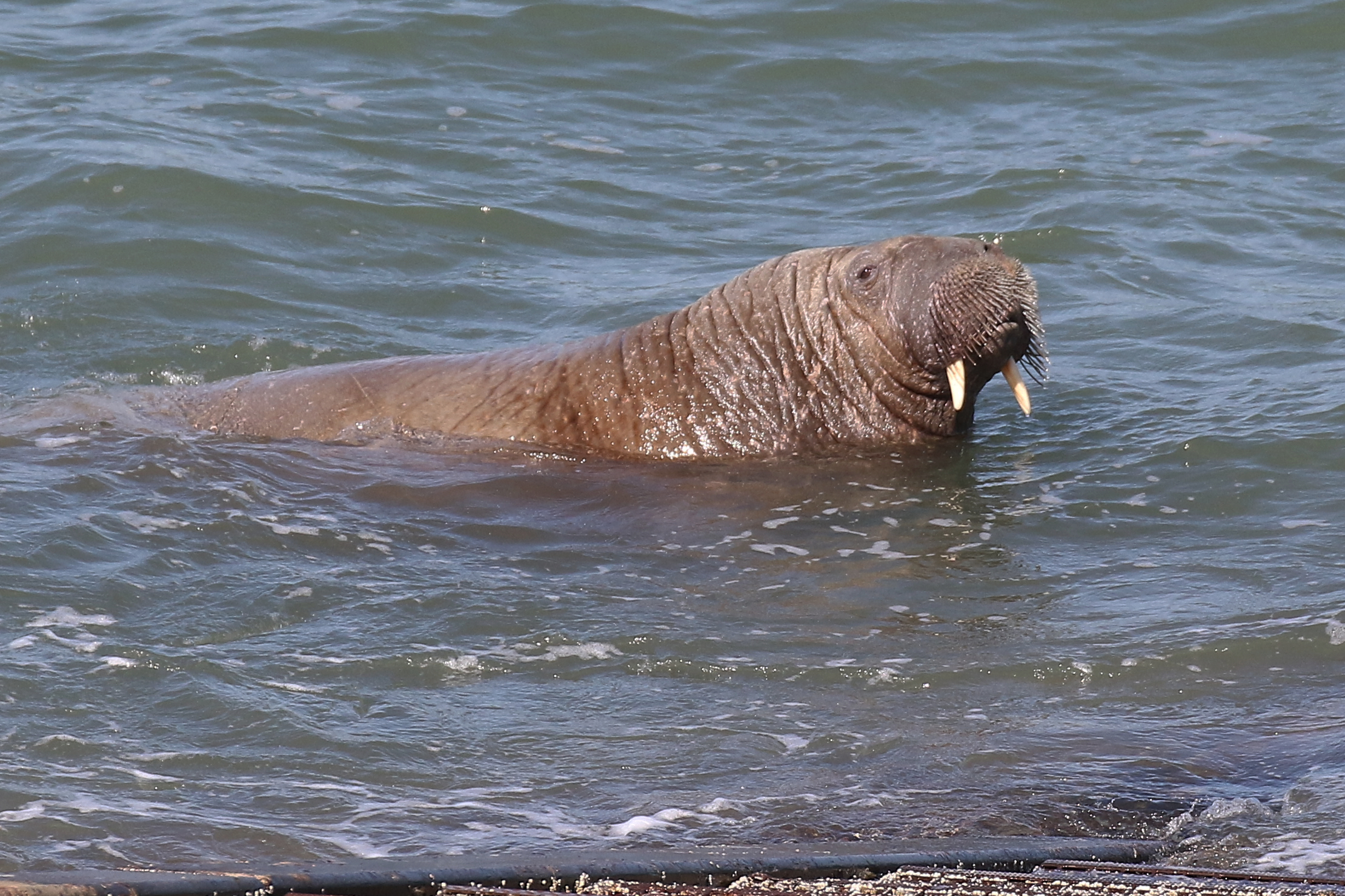 Wandering Walrus reaches Iceland - BirdGuides