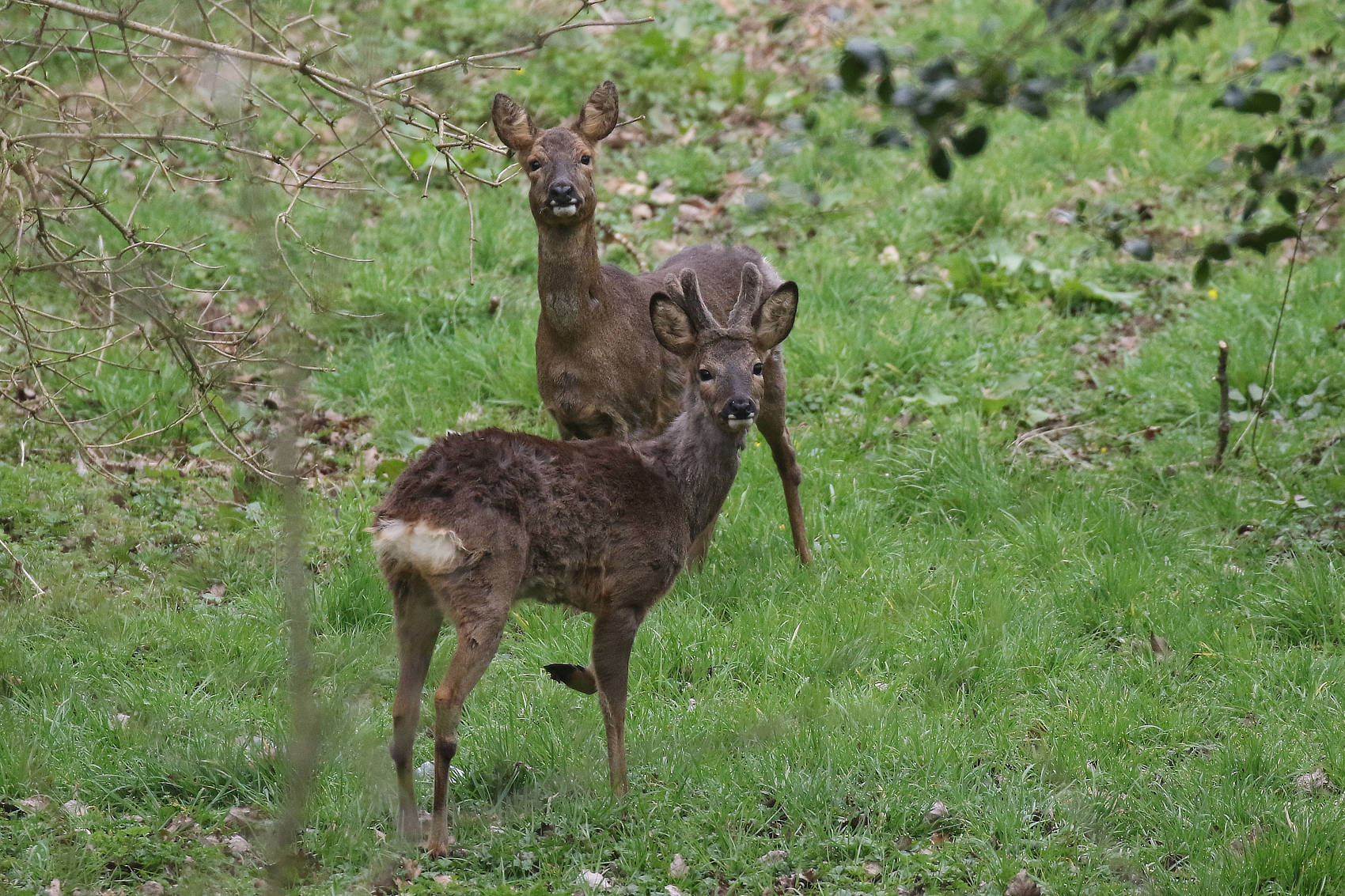 Roe Deer by Chris Teague - BirdGuides