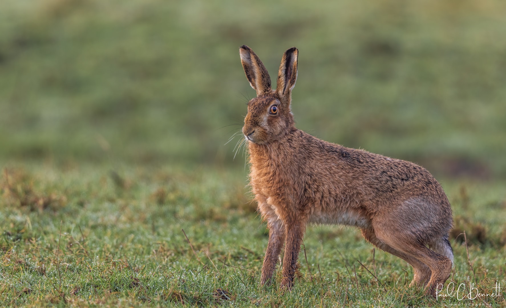 Brown Hare by Paul Bennett - BirdGuides