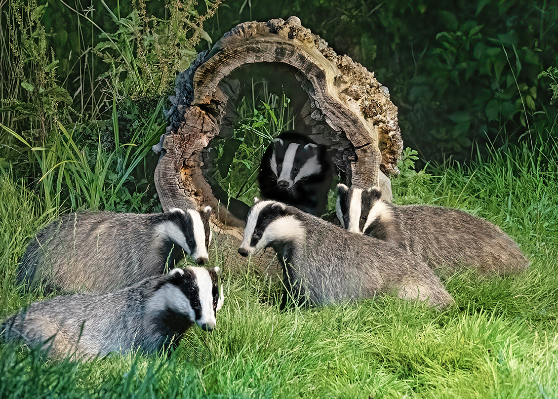 European Badger by Ron Mccombe - BirdGuides
