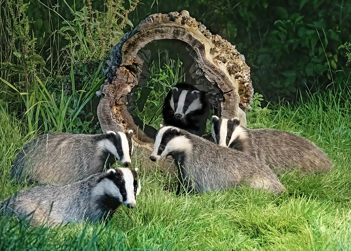 Details : European Badger - BirdGuides