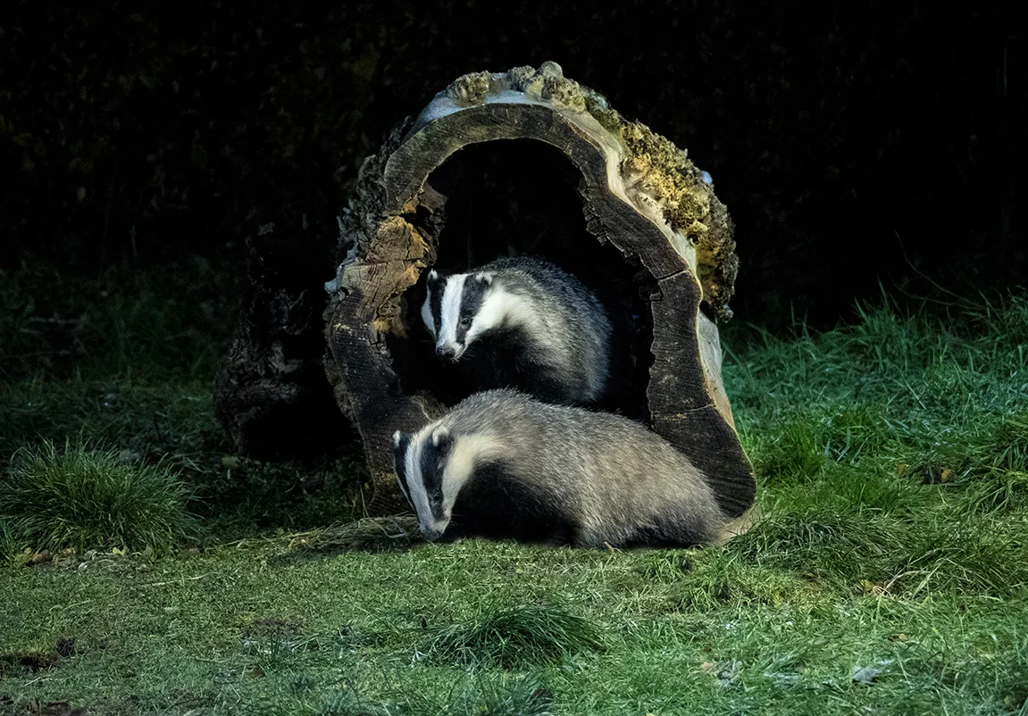 Details : European Badger - BirdGuides