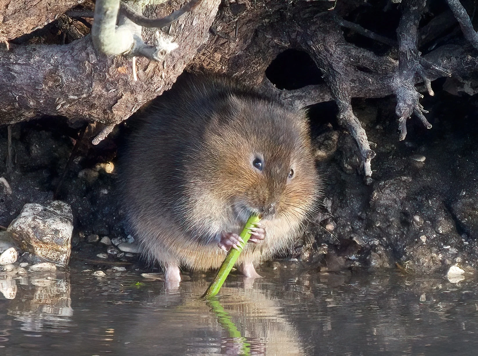 Details : European Water Vole - BirdGuides