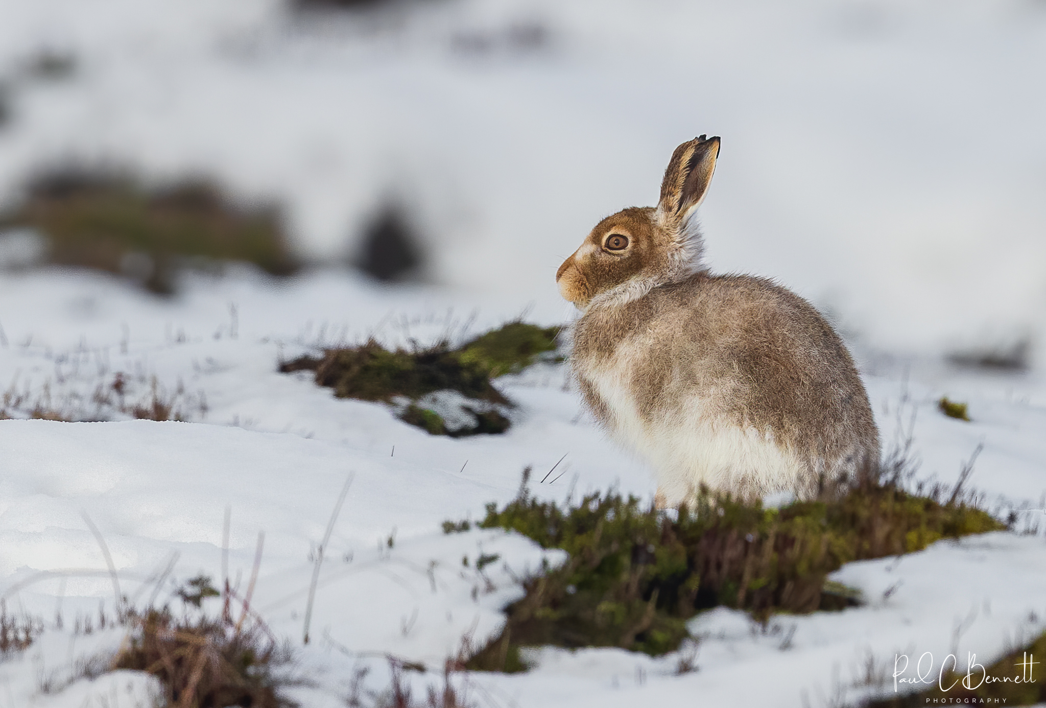 Peak District's unique Mountain Hare population endures steep decline ...