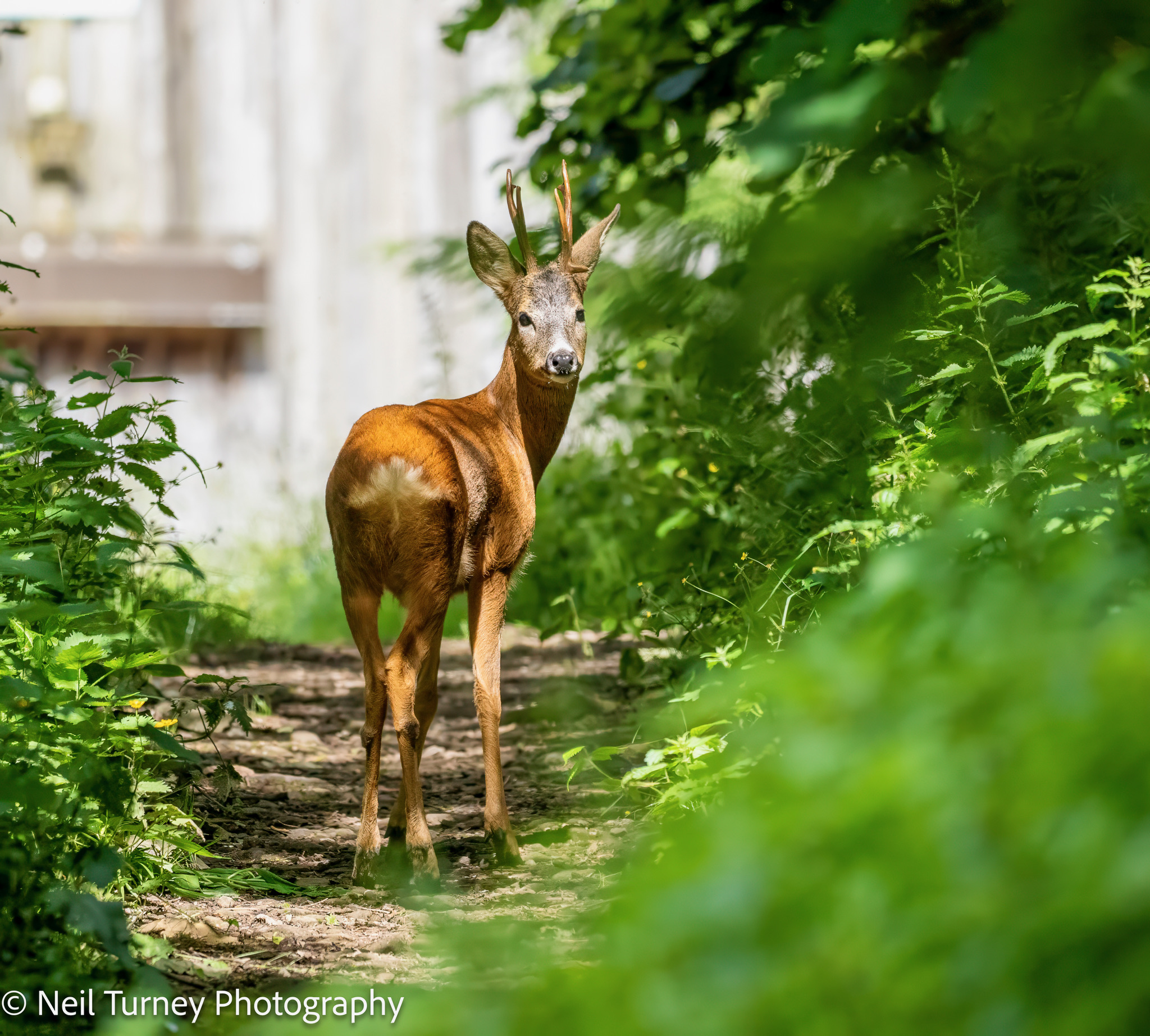Roe Deer by Neil Turney - BirdGuides
