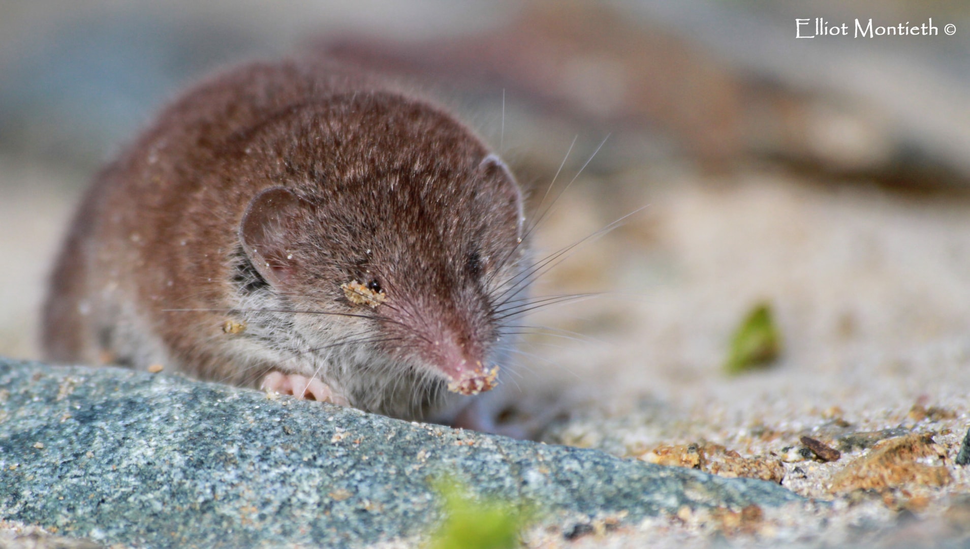 Greater White-toothed Shrew by Elliot Montieth - BirdGuides