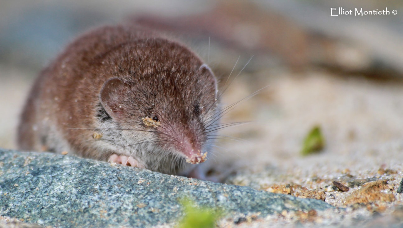 Greater White-toothed Shrew by Elliot Montieth - BirdGuides