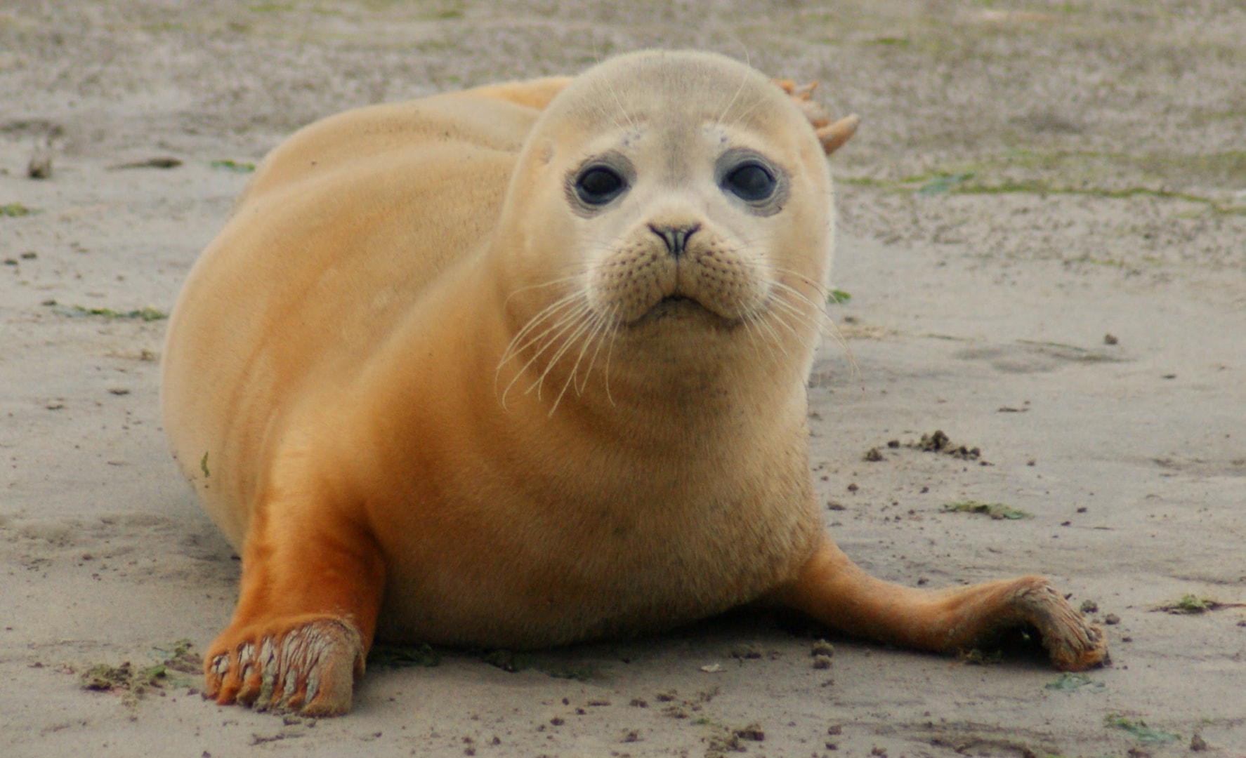 Common Seal by shane Vale - BirdGuides