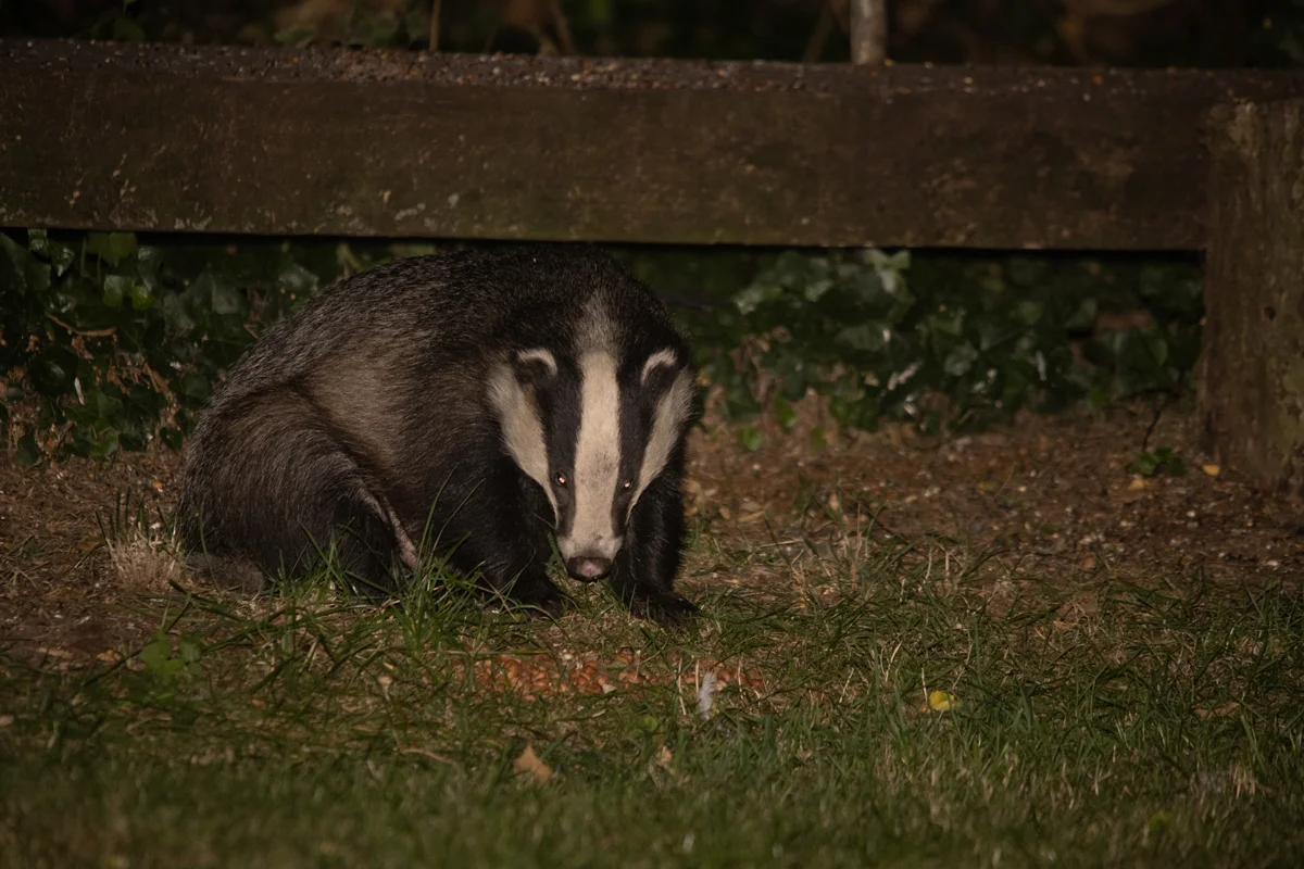 Details : European Badger - BirdGuides
