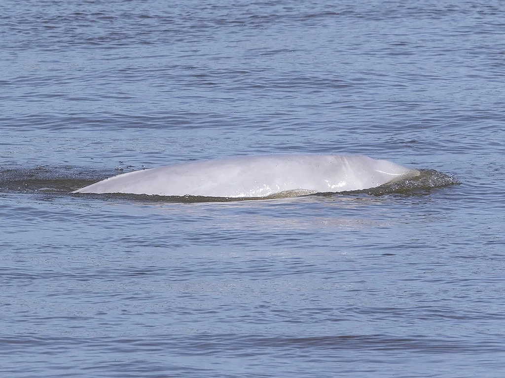 Details : Beluga Whale - BirdGuides